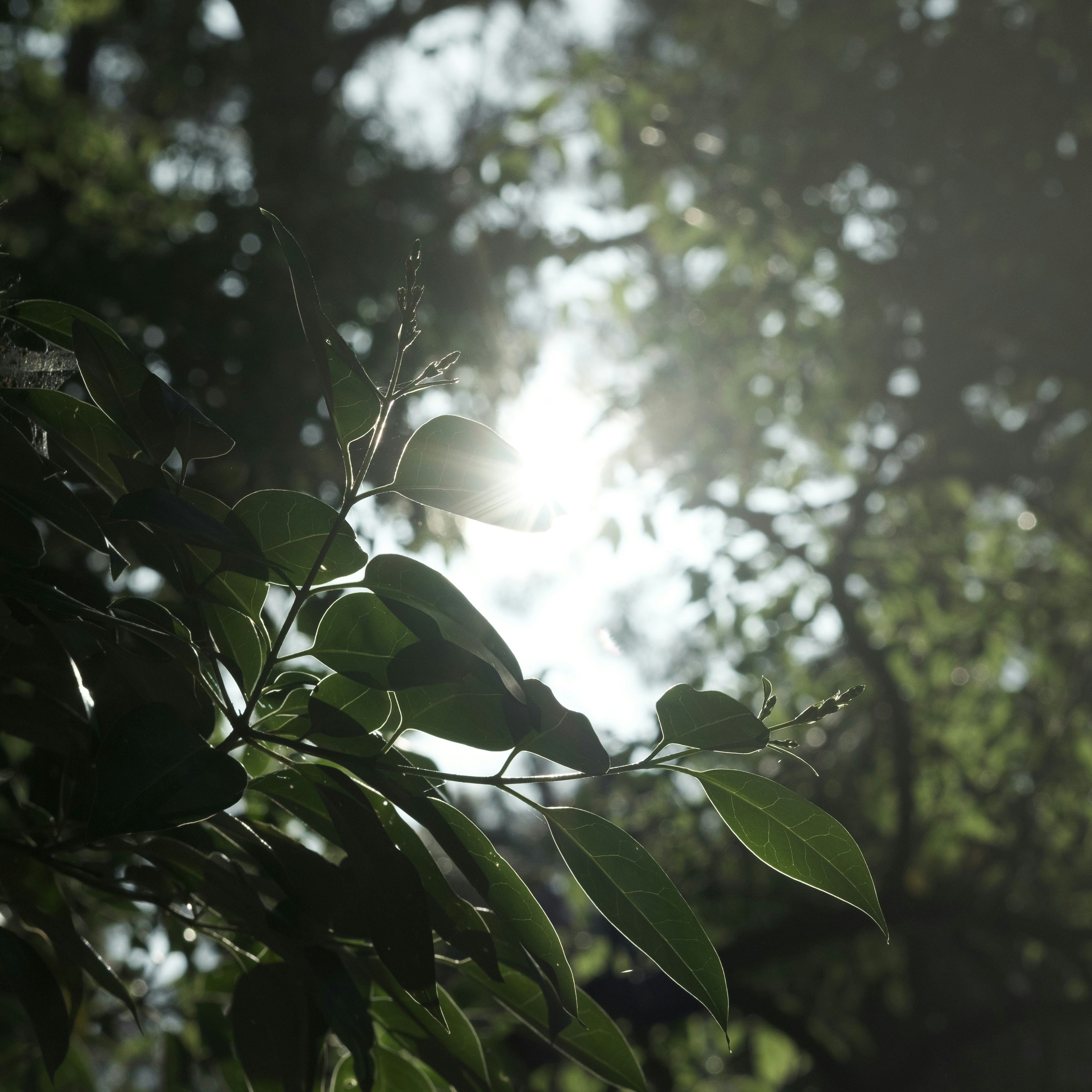 Sunlit Veil: Leaves Framed by a Quiet Burst of Light