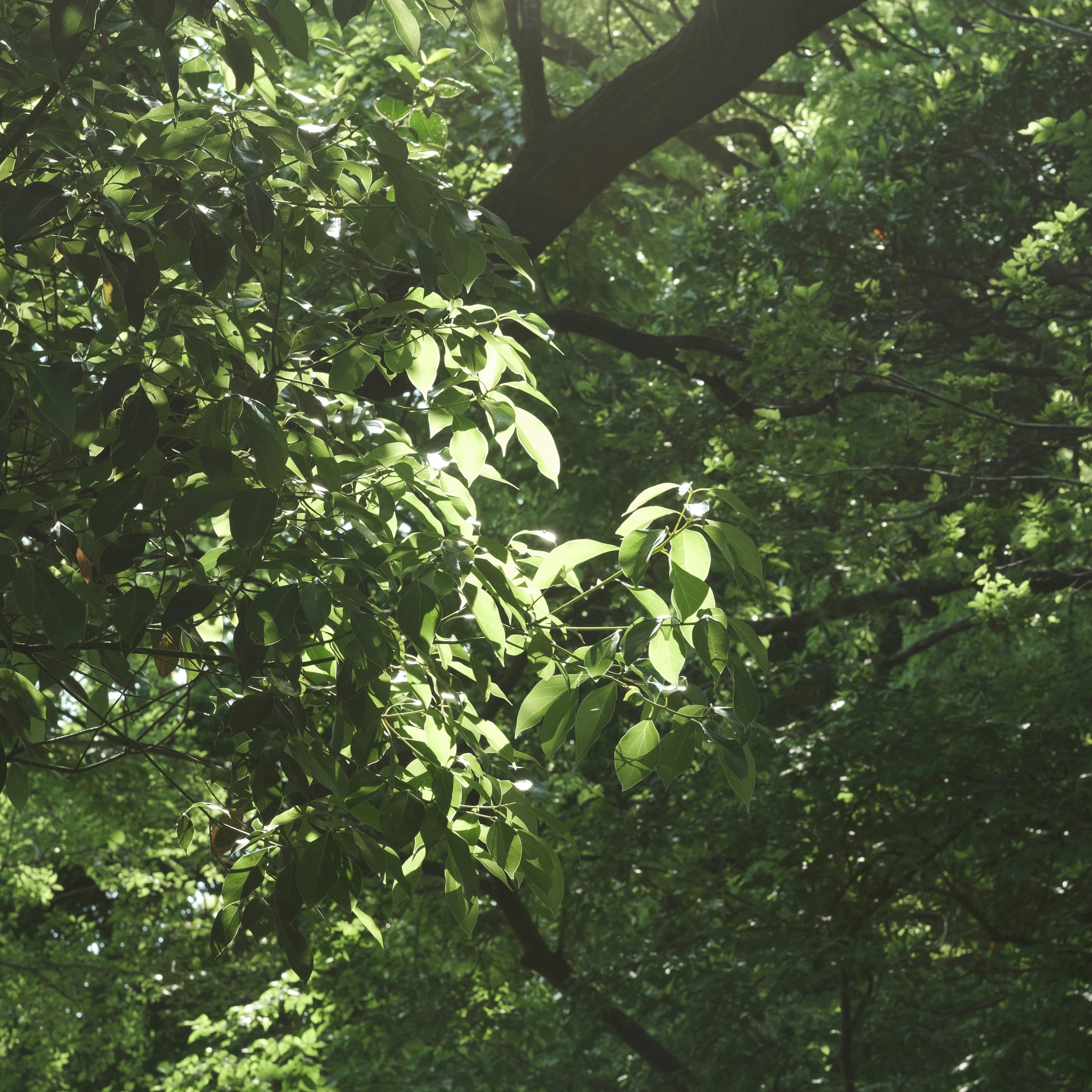 Sunlit Leaves in Dappled Green: A Quiet Forest Moment