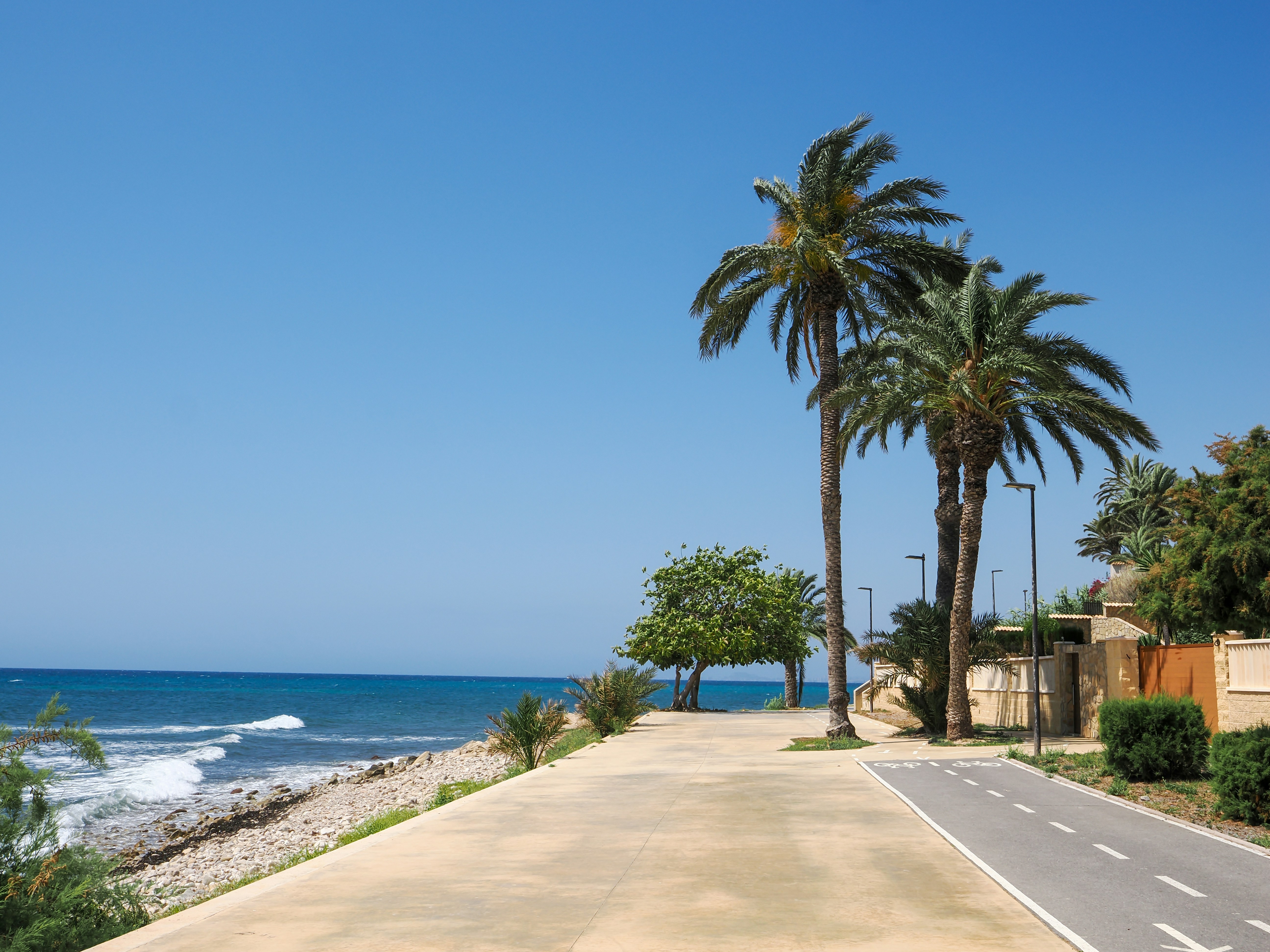 Coastal Promenade with Tall Palms and Ocean Horizon