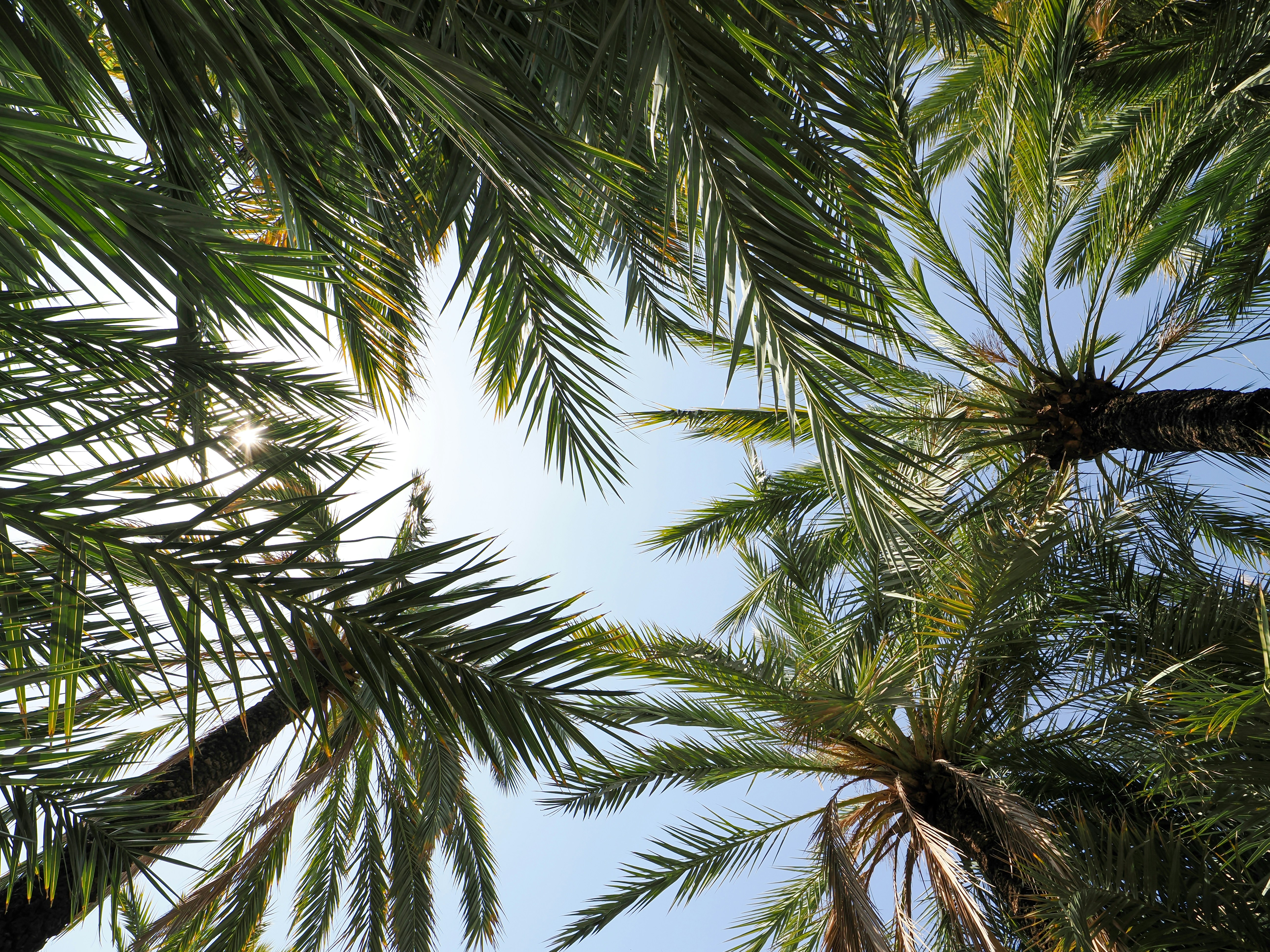 Sunlit Canopy: A Rooftop of Palm Leaves Reaching Toward the Sky