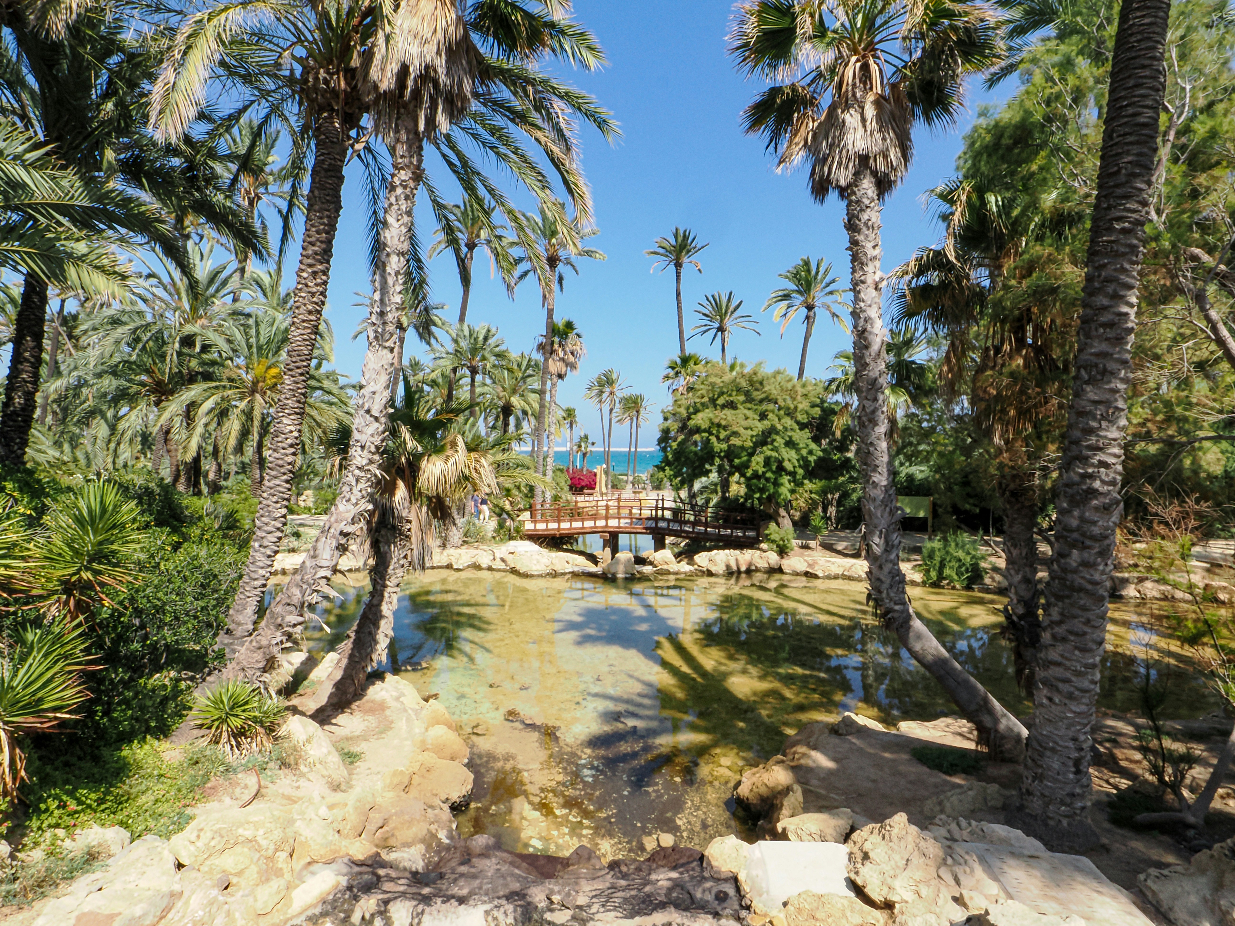 Sunlit Oasis: Palm-fringed Stream in a Citrus-Lawn Park