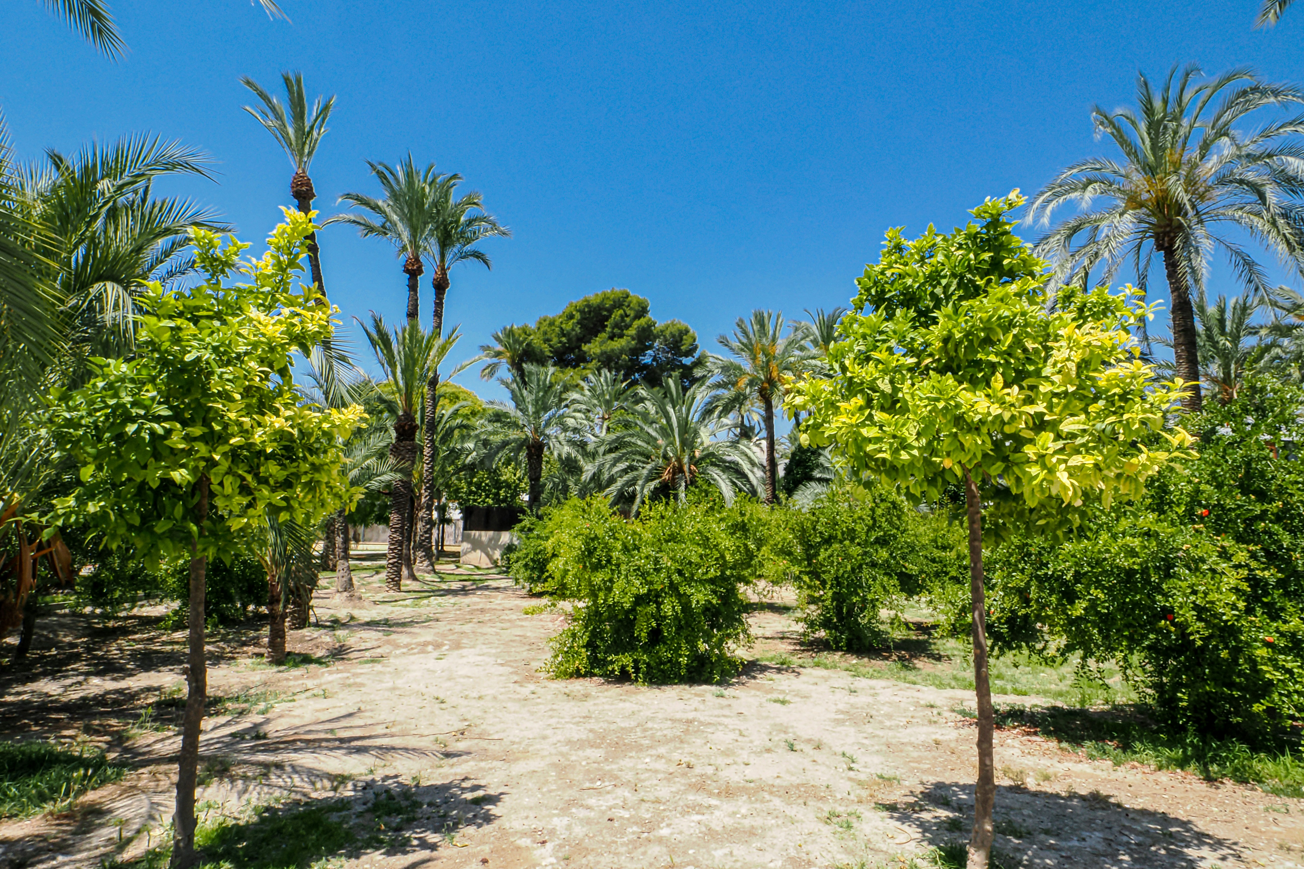 Palm-lined Orchard under a Clear Mediterranean Sky