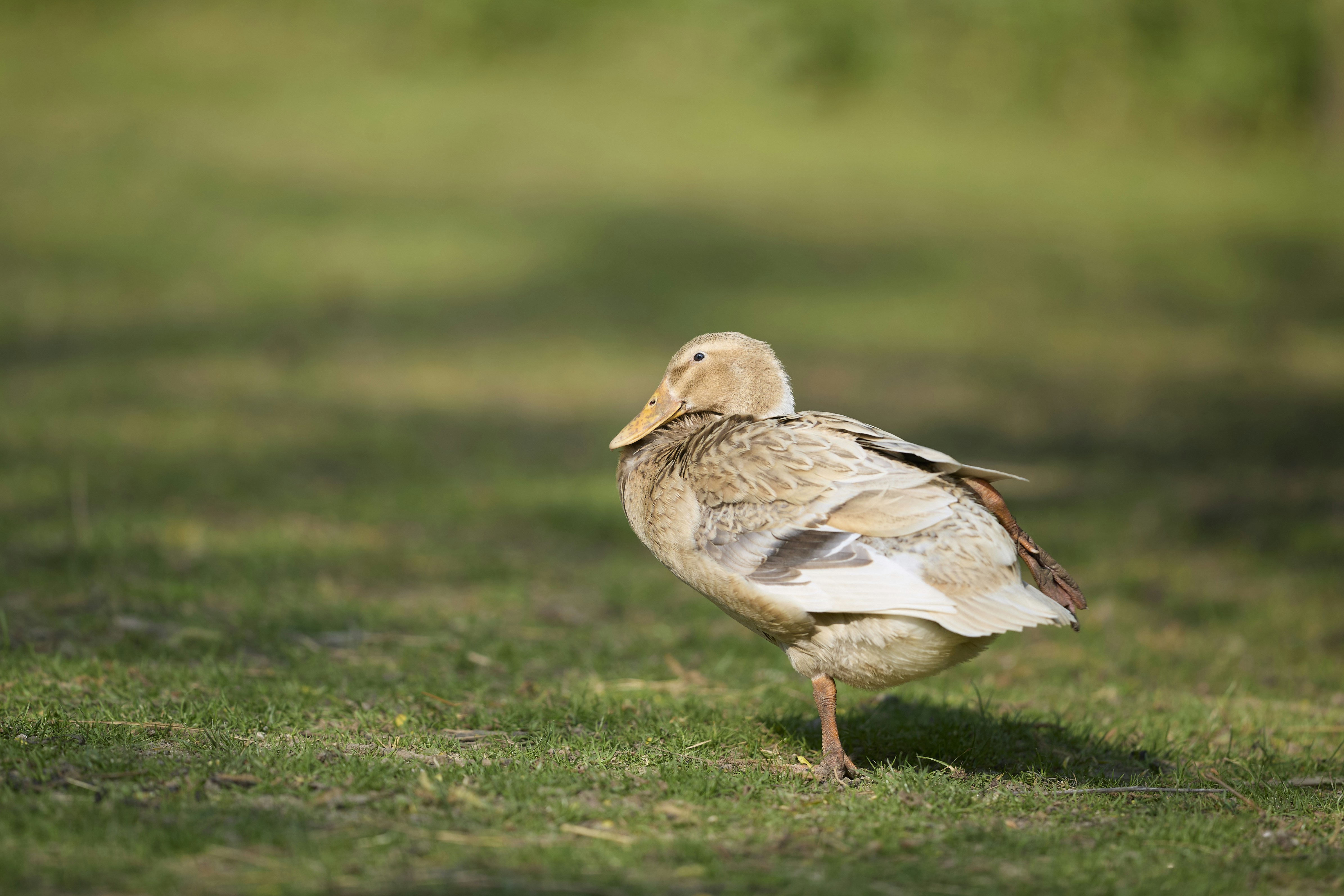 Low Field Watcher: A Sand-colored Duck Pauses on Sunlit Grass