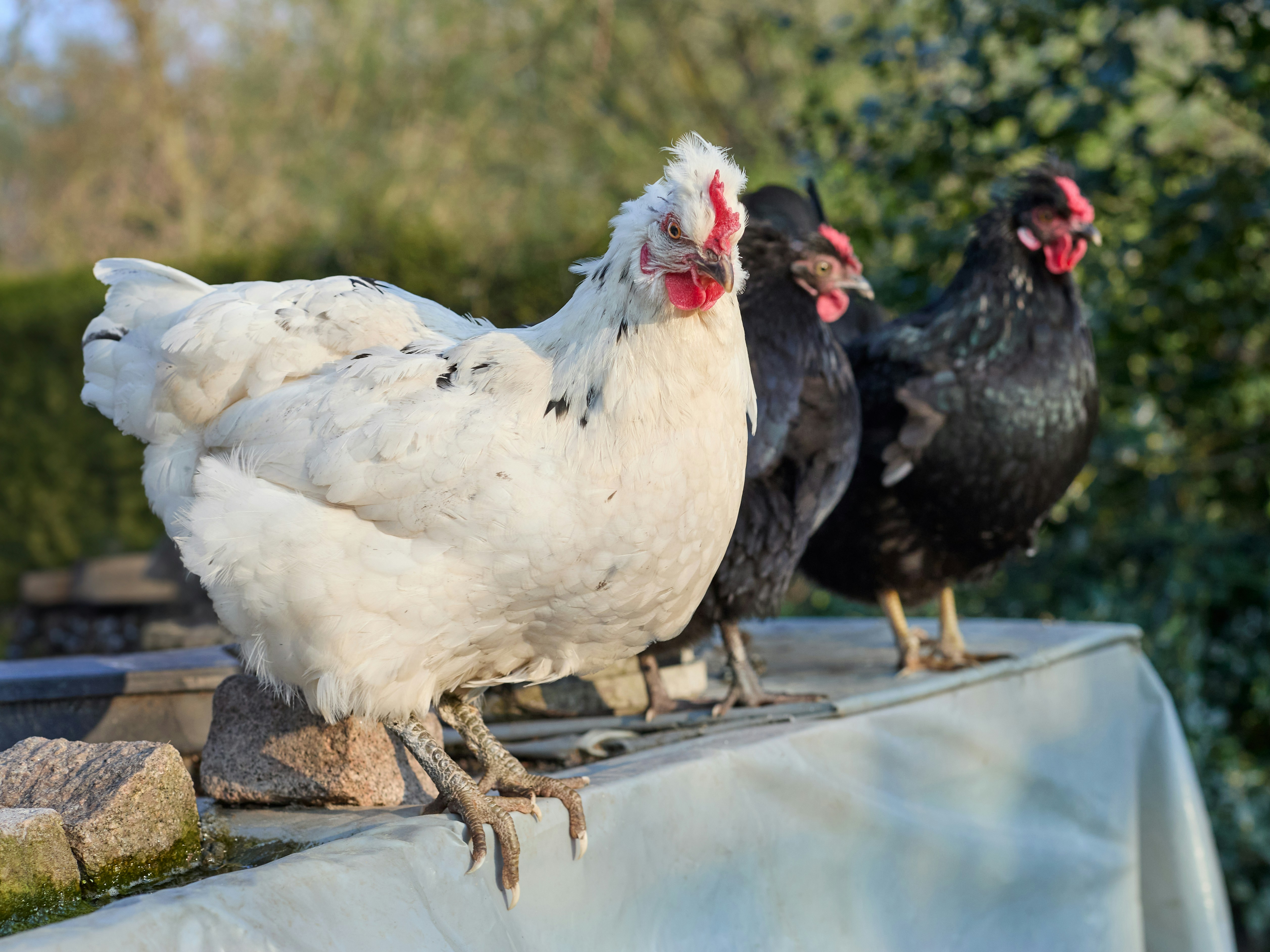 Sunny Balcony of Flock: A White Hen Front and Center