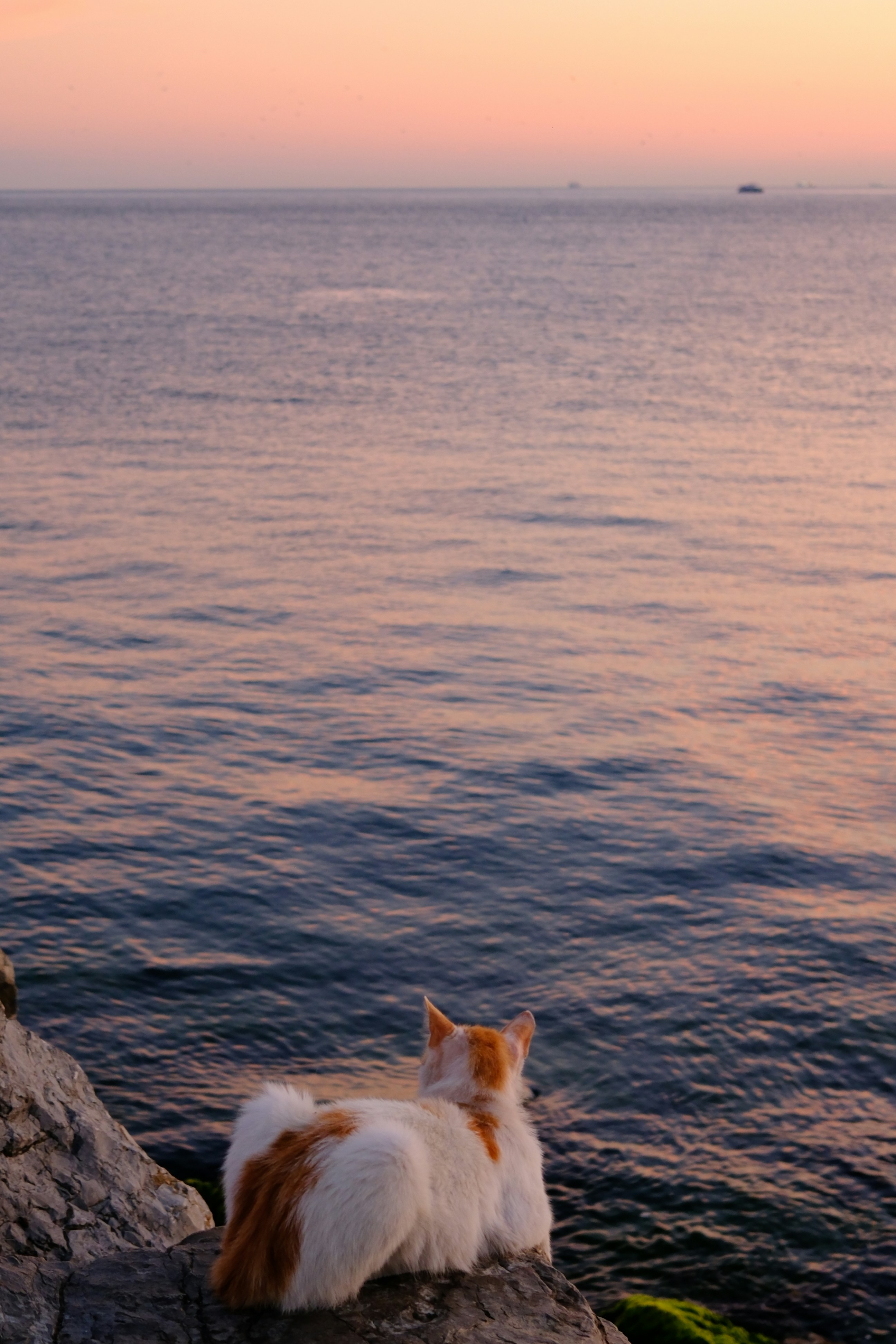 Watching the Quiet Tide: A Cat perches on Shore at Sunset