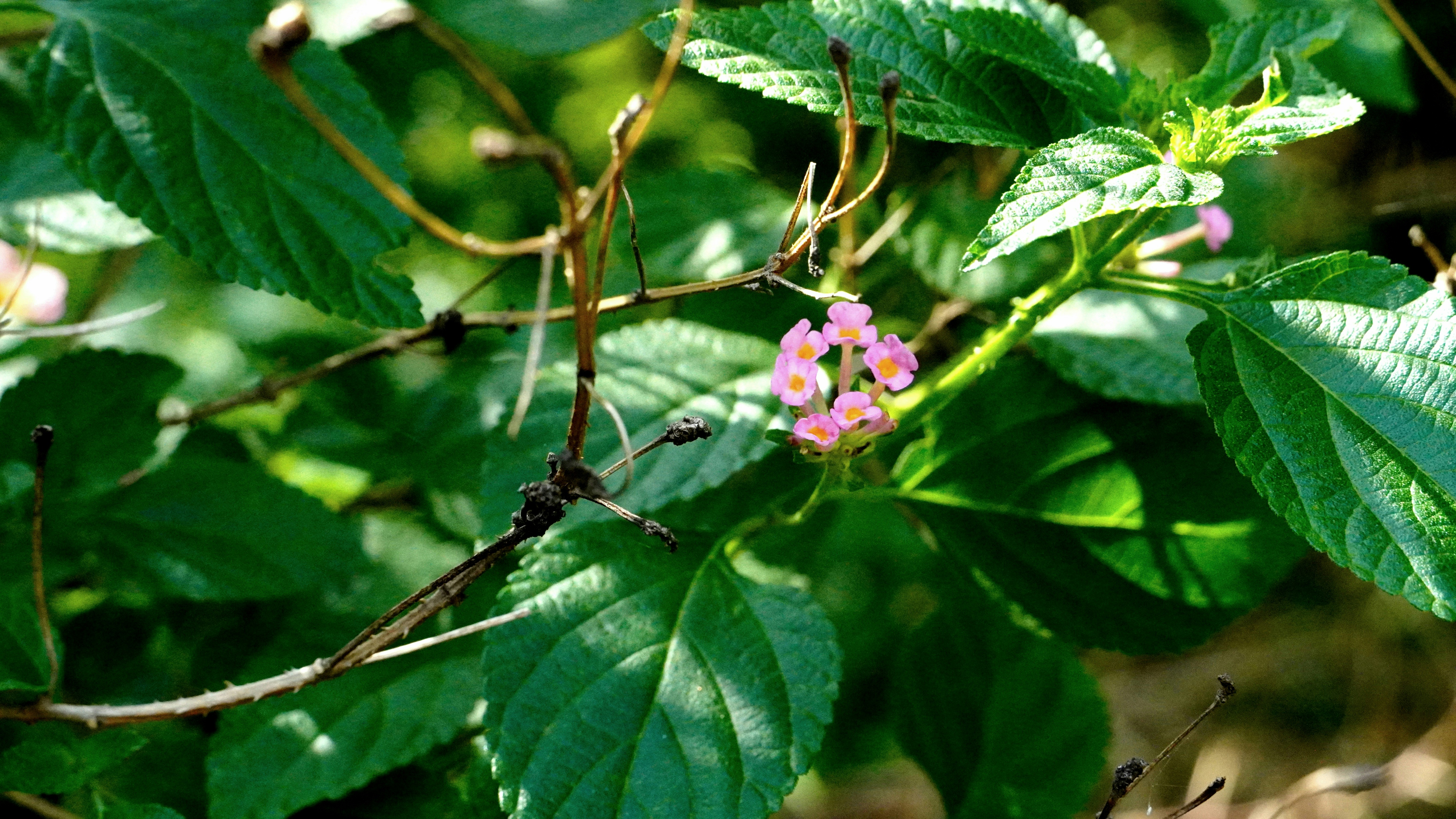 Pink blossoms peek through a canopy of serrated leaves
