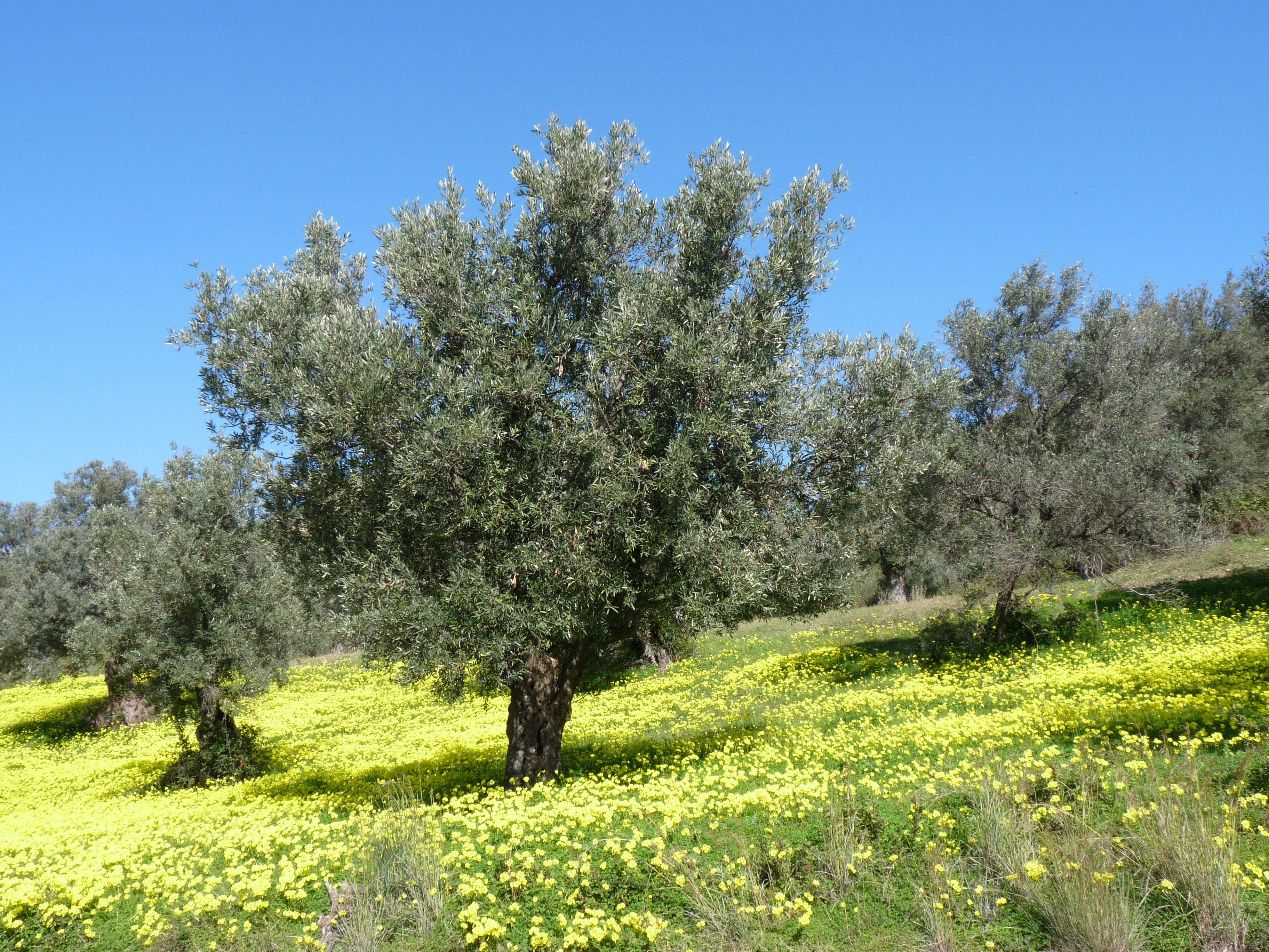 Olive Trees in a Sea of Yellow Bloom under a Clear Sky