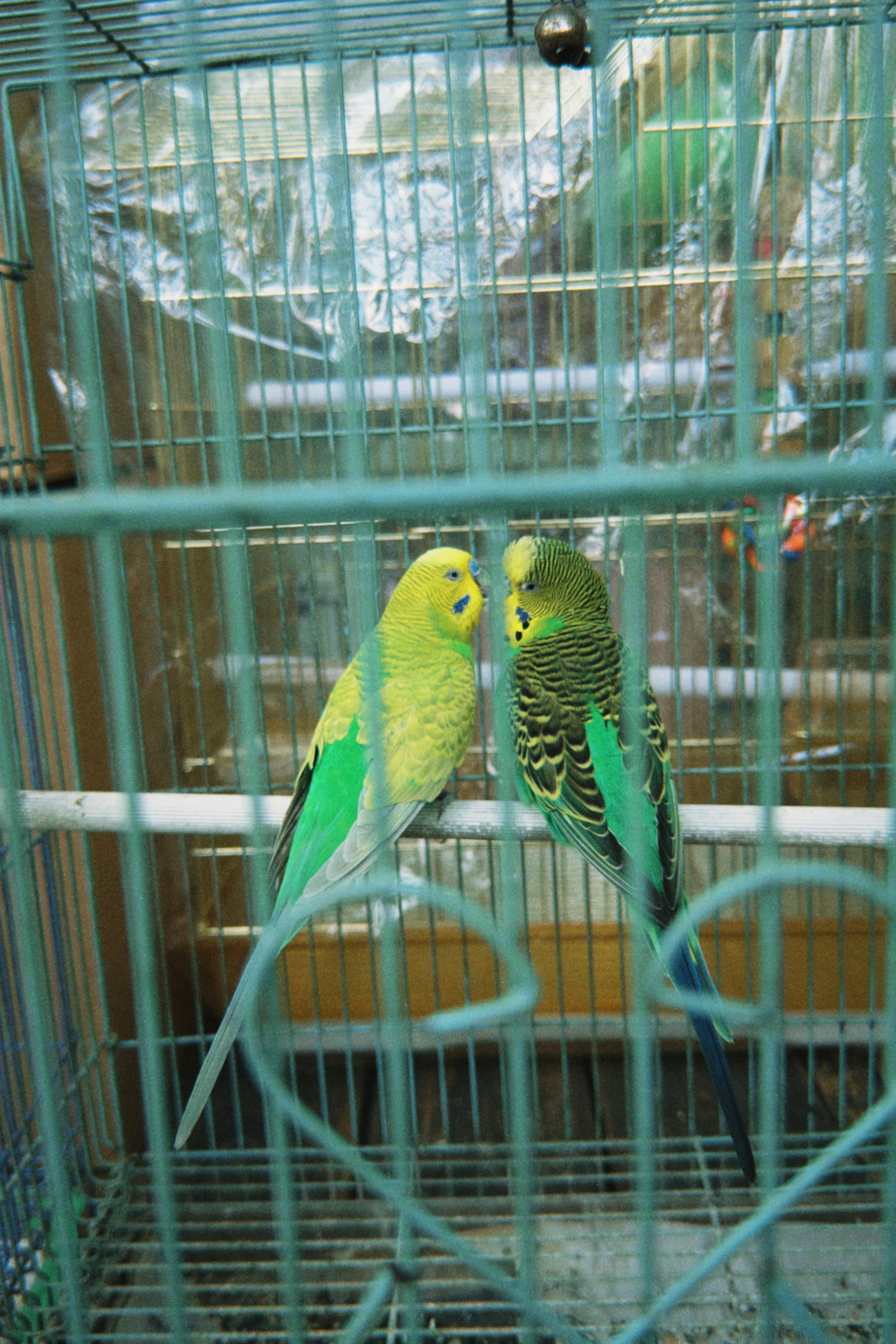 Iridescent Pair: Two Budgerigars Nuzzling in a Teal Cage