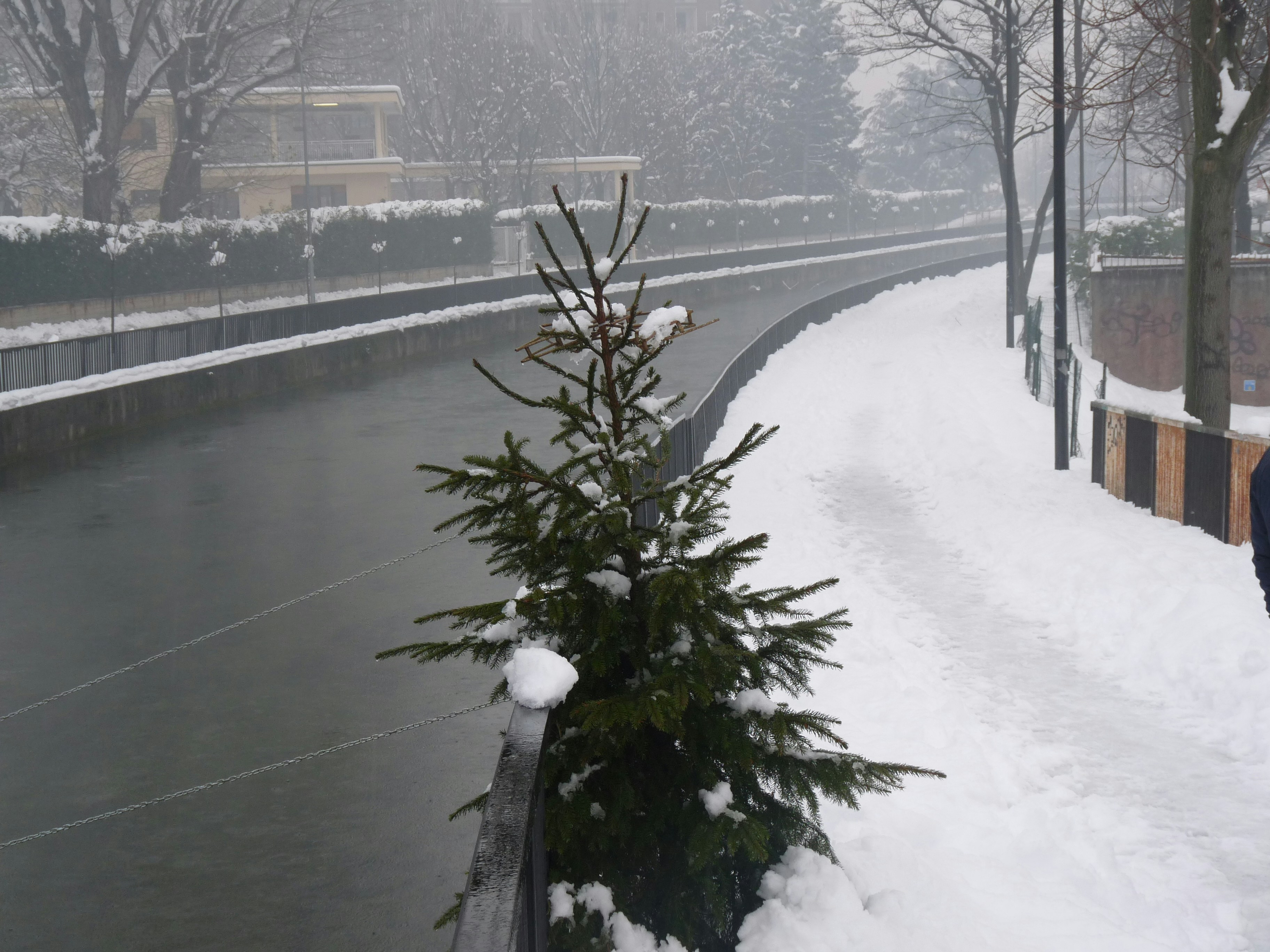 Snow-Curtained Canal Arc with Foreground Fir