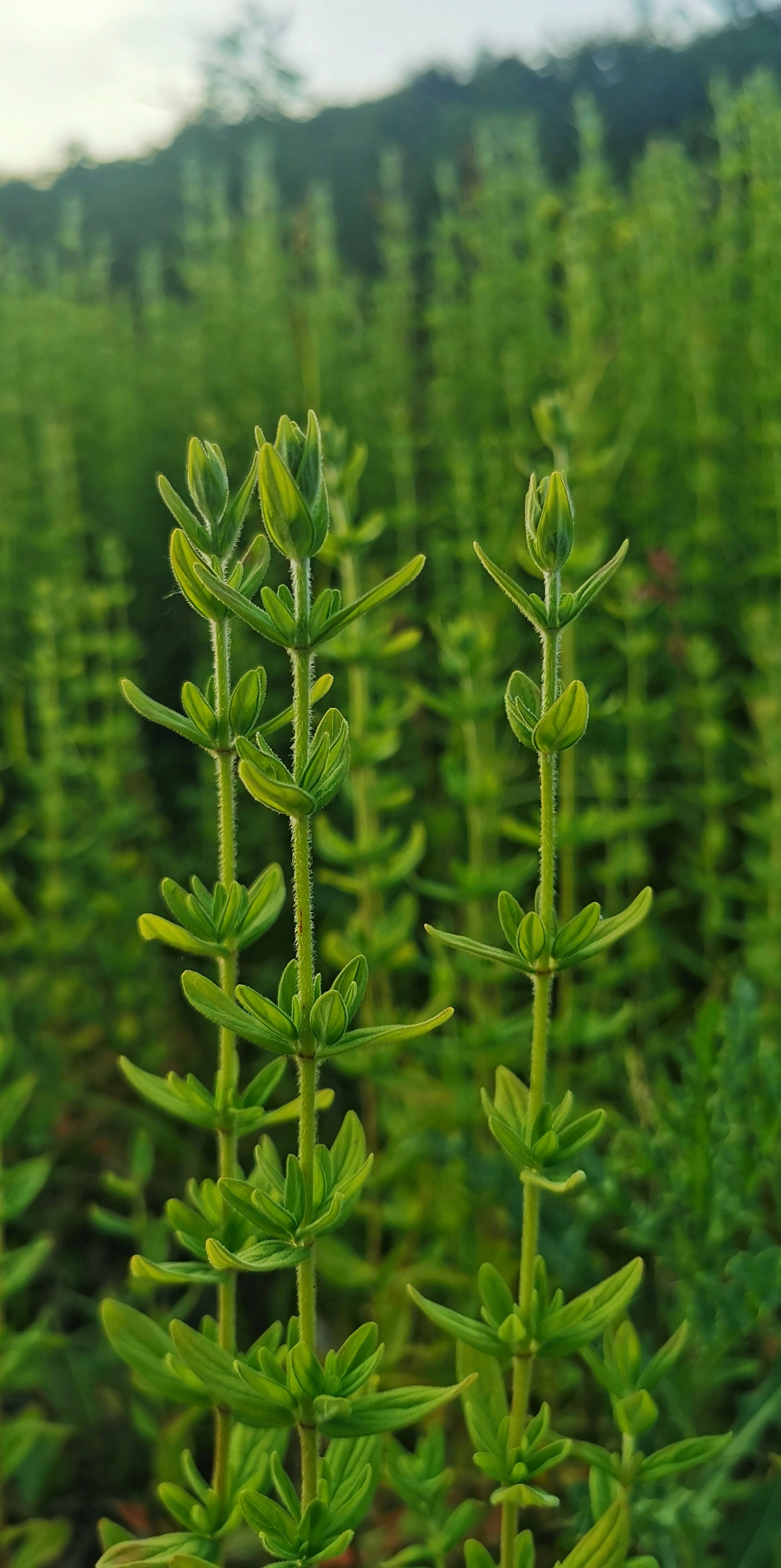 Close-up of bright green herb-like stems with fresh leaves, sharp in foreground and soft green background.
