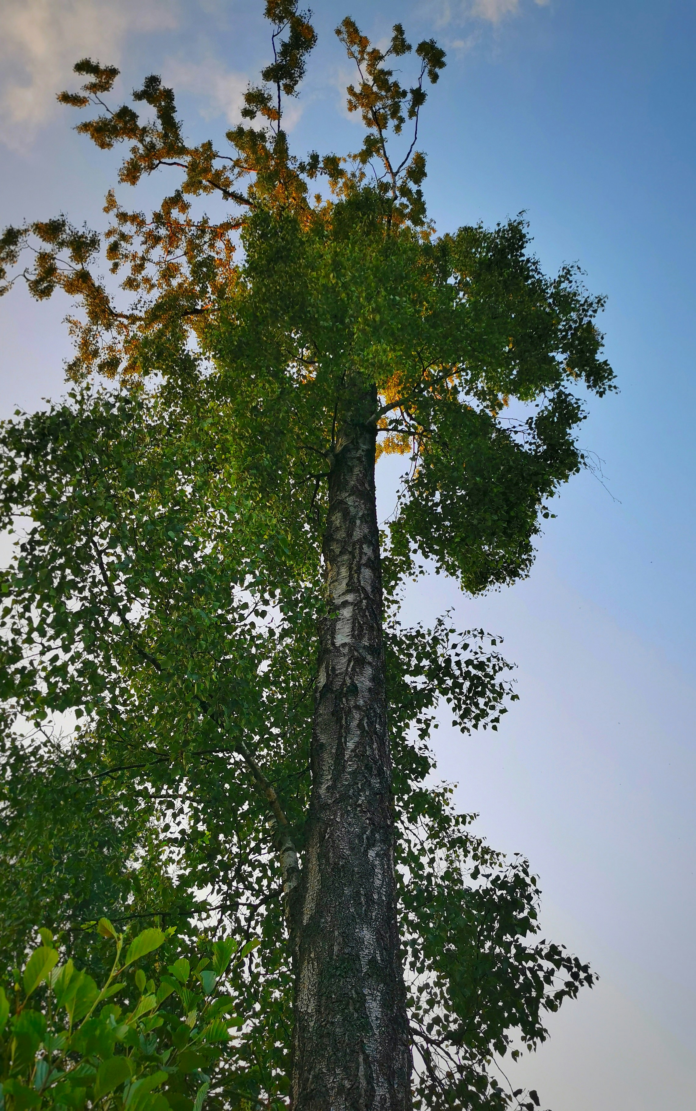 Towering Birch Reaching Through a Clear Sky