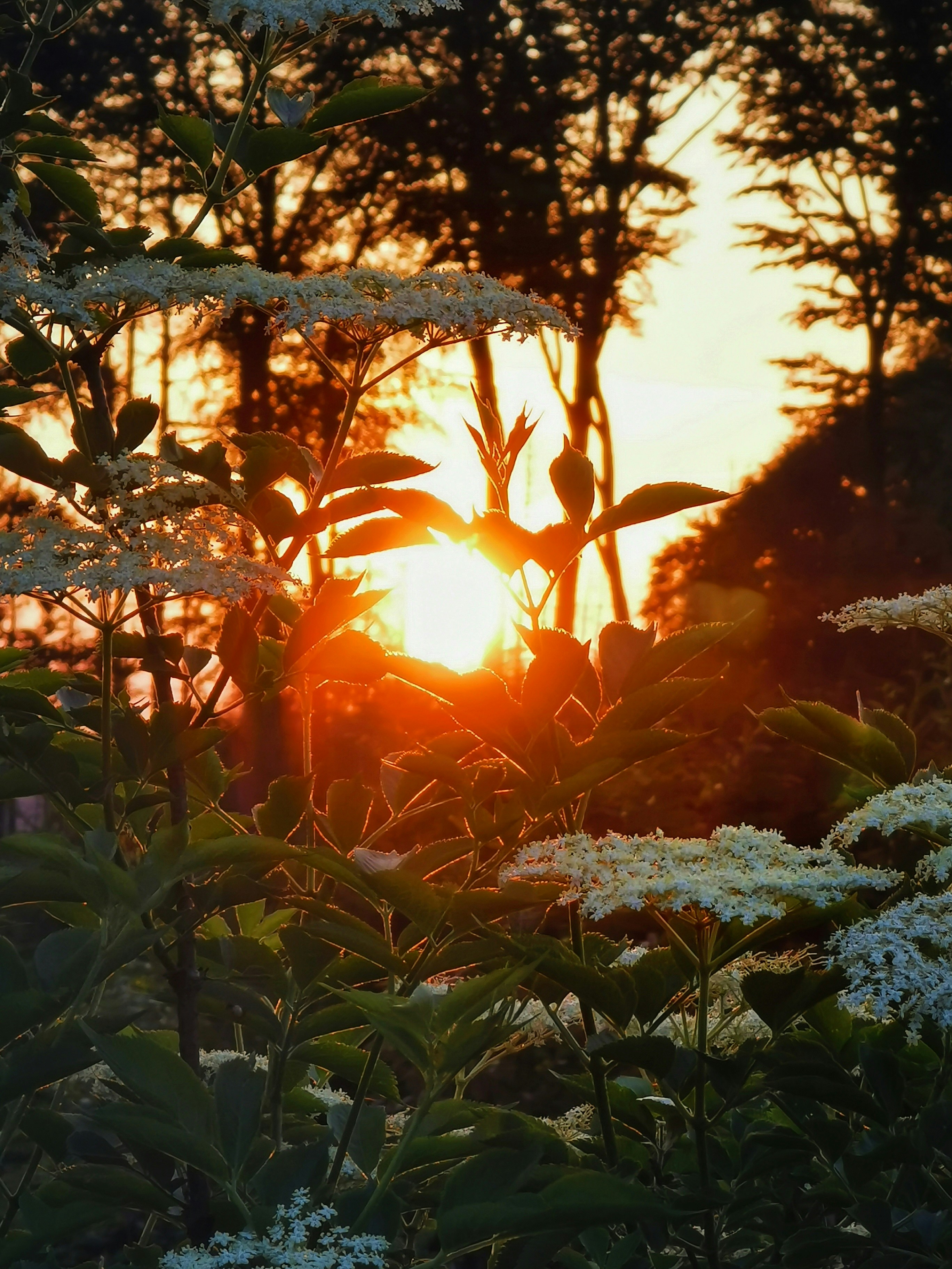 Sunlit blooms at dusk: a glow through leaves