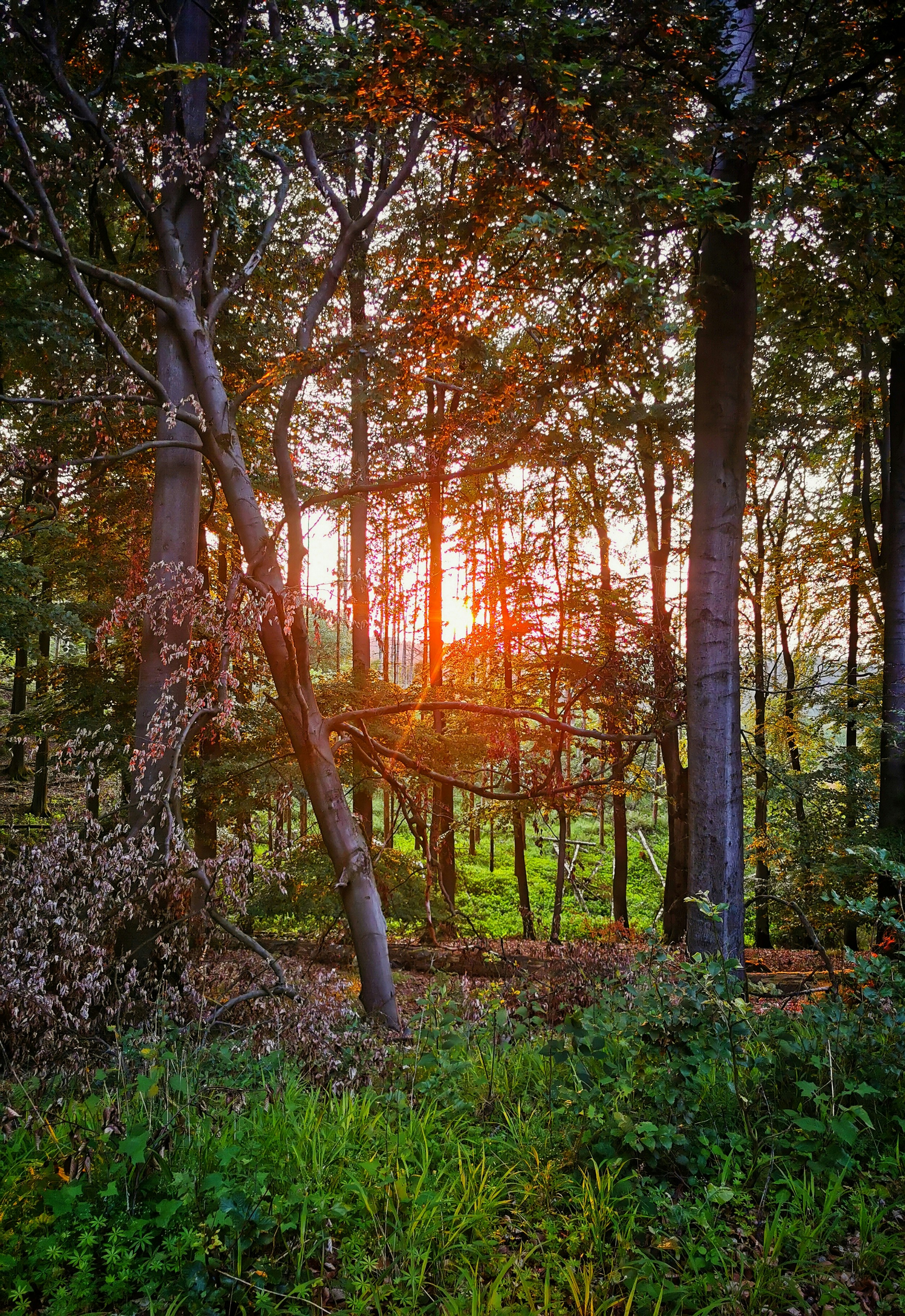 Sunset Breakthrough Through the Forest Ribbons