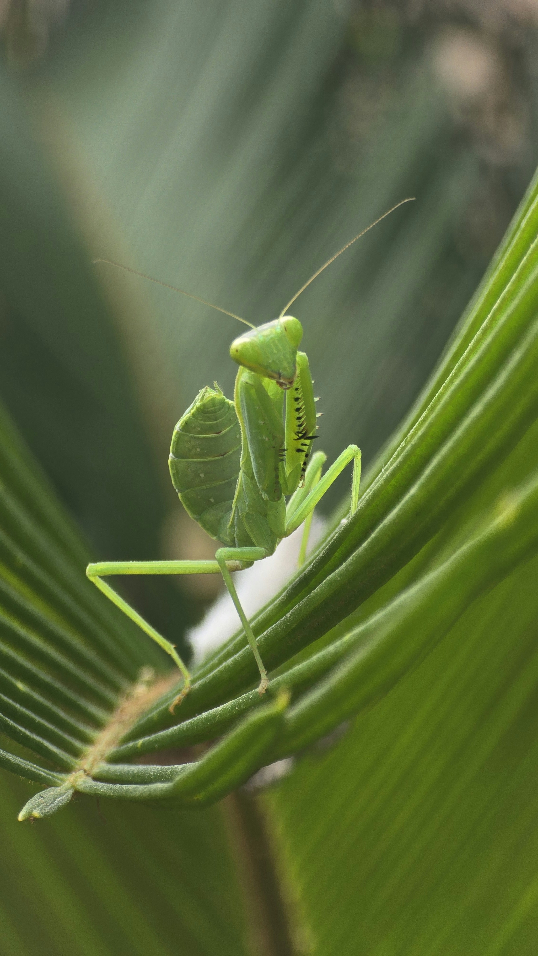 Emerald Mantid on a Palm: Eyes, Antennae, and Green Needle Grip