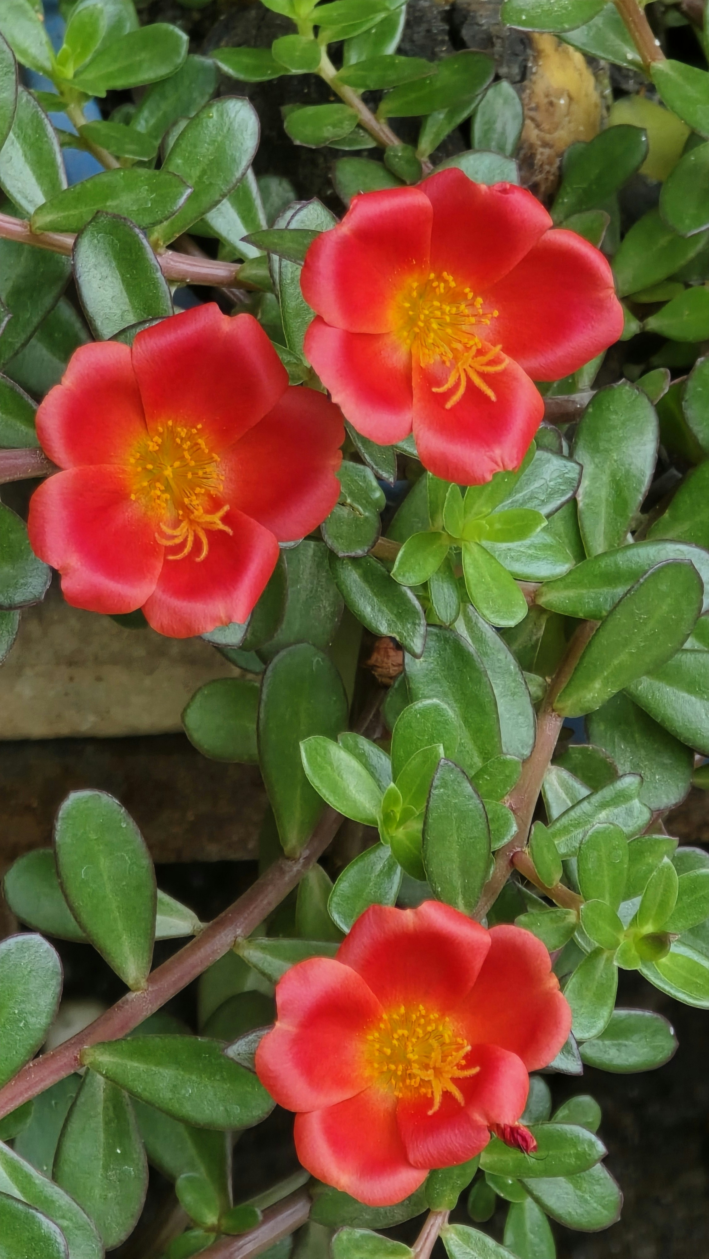 Red Sun on Green: Three Coral Flowers Amidst Dense Leaves