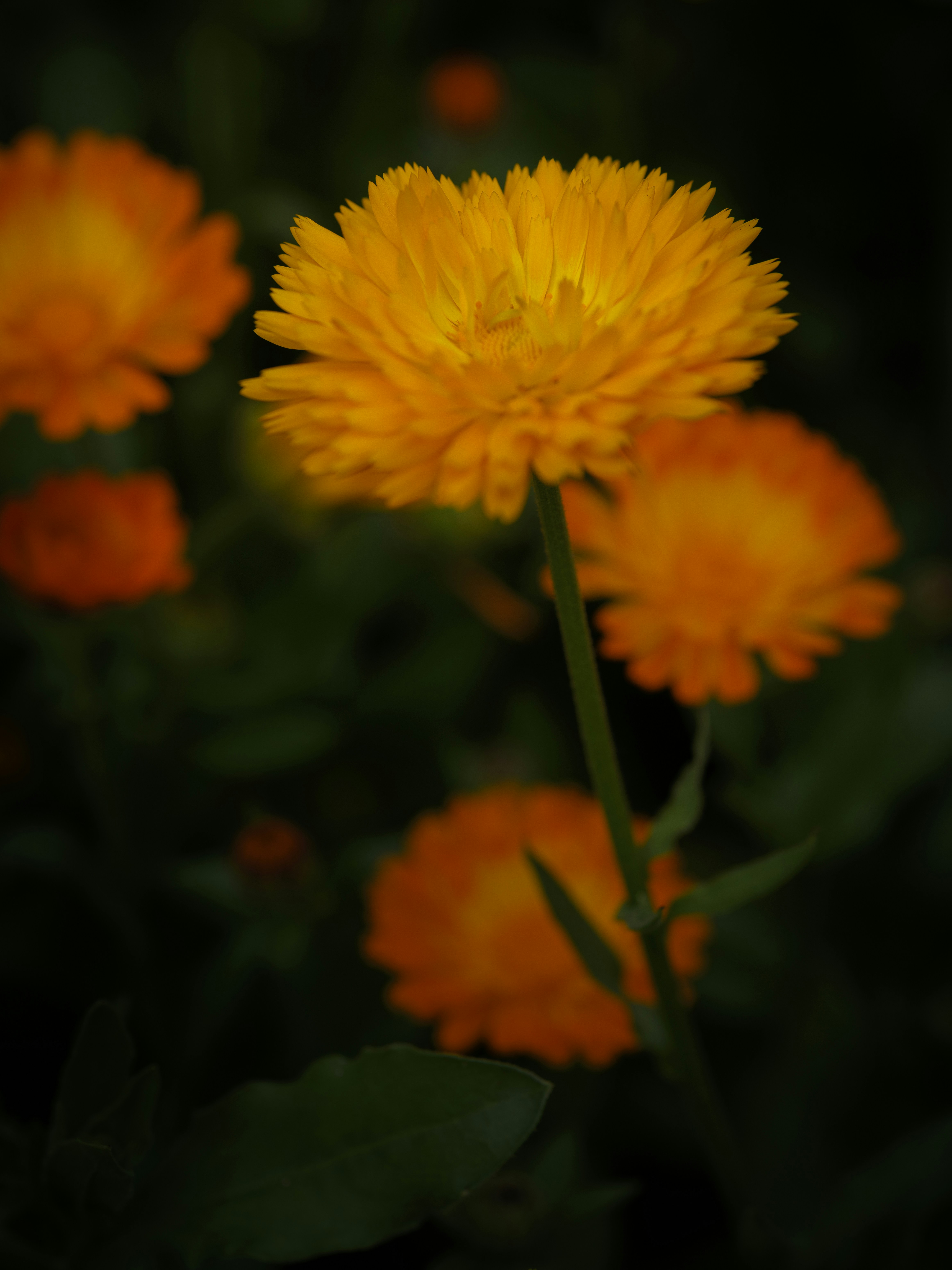 Golden Blossom in Soft Focus: A Spotlight on a Central Bloom