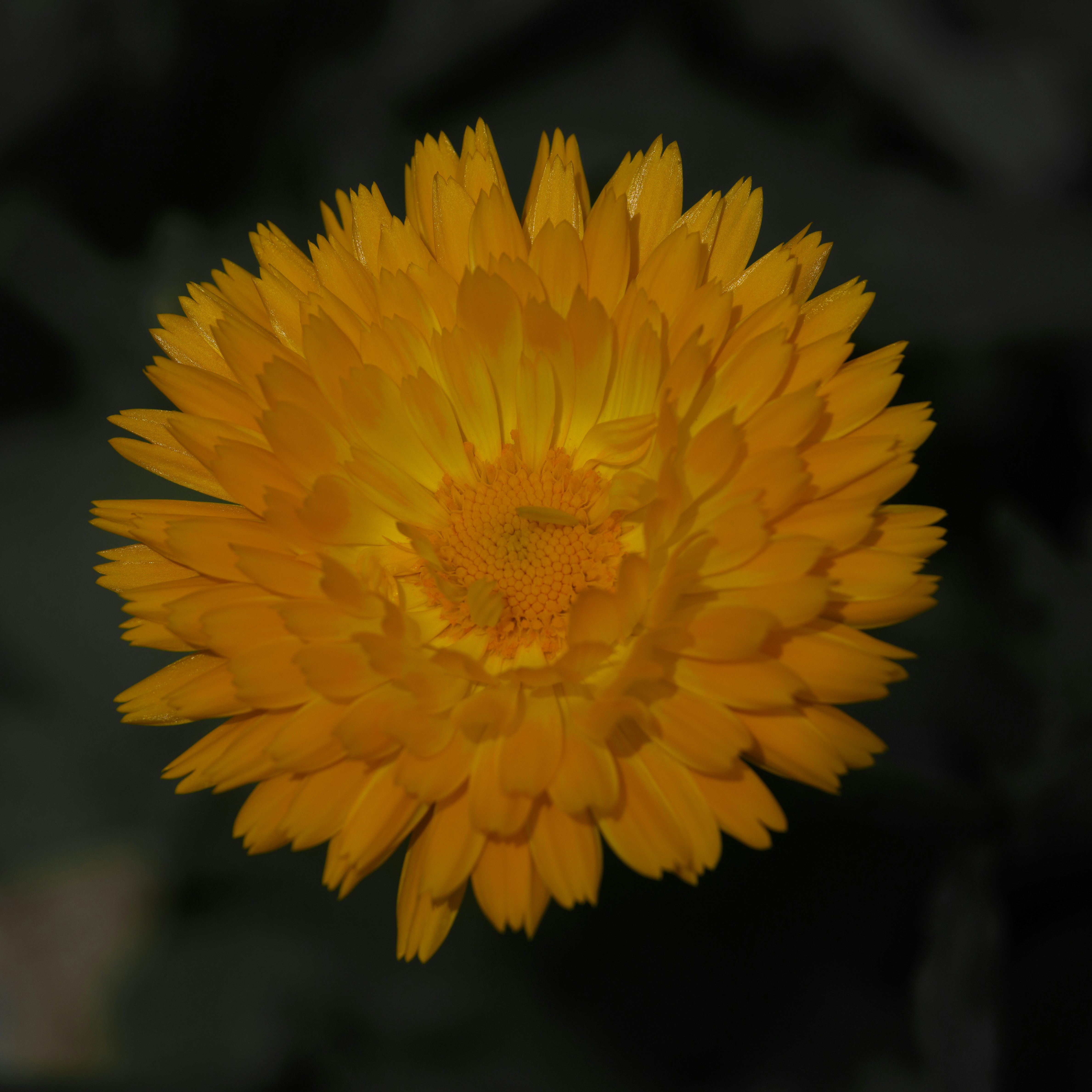Golden Bloom in Velvet Darkness