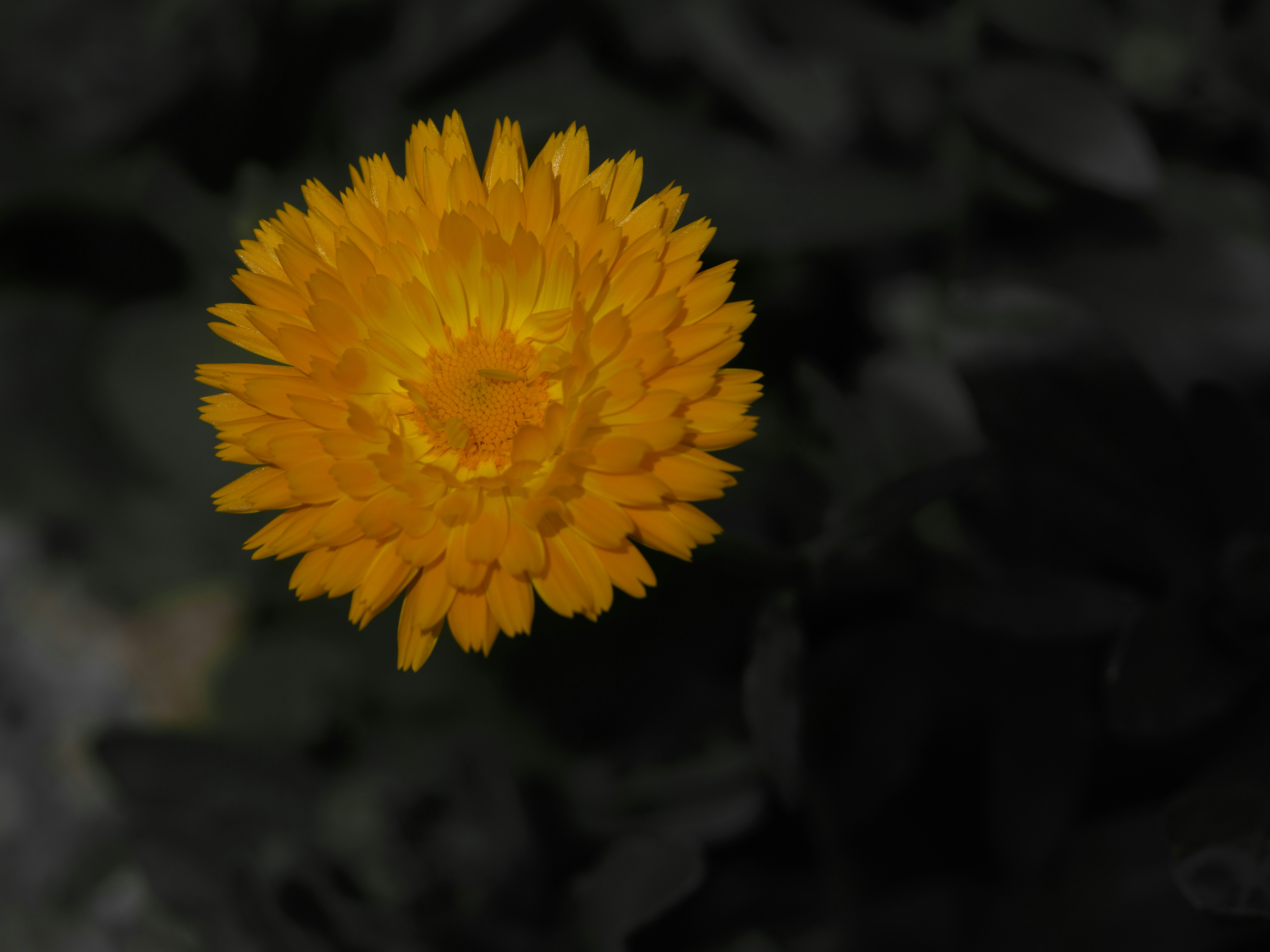 Yellow Wildflower