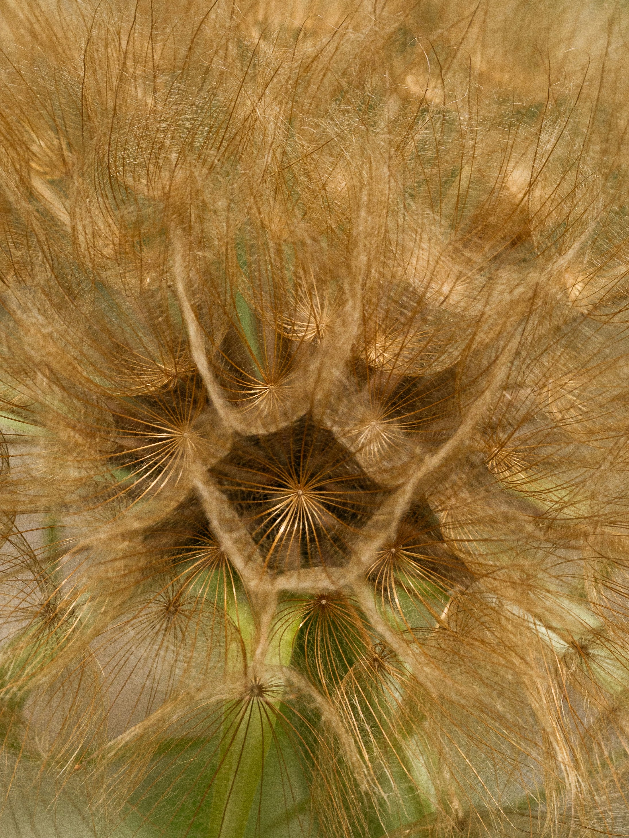 Tragopogon porrifolius or Common Salsify