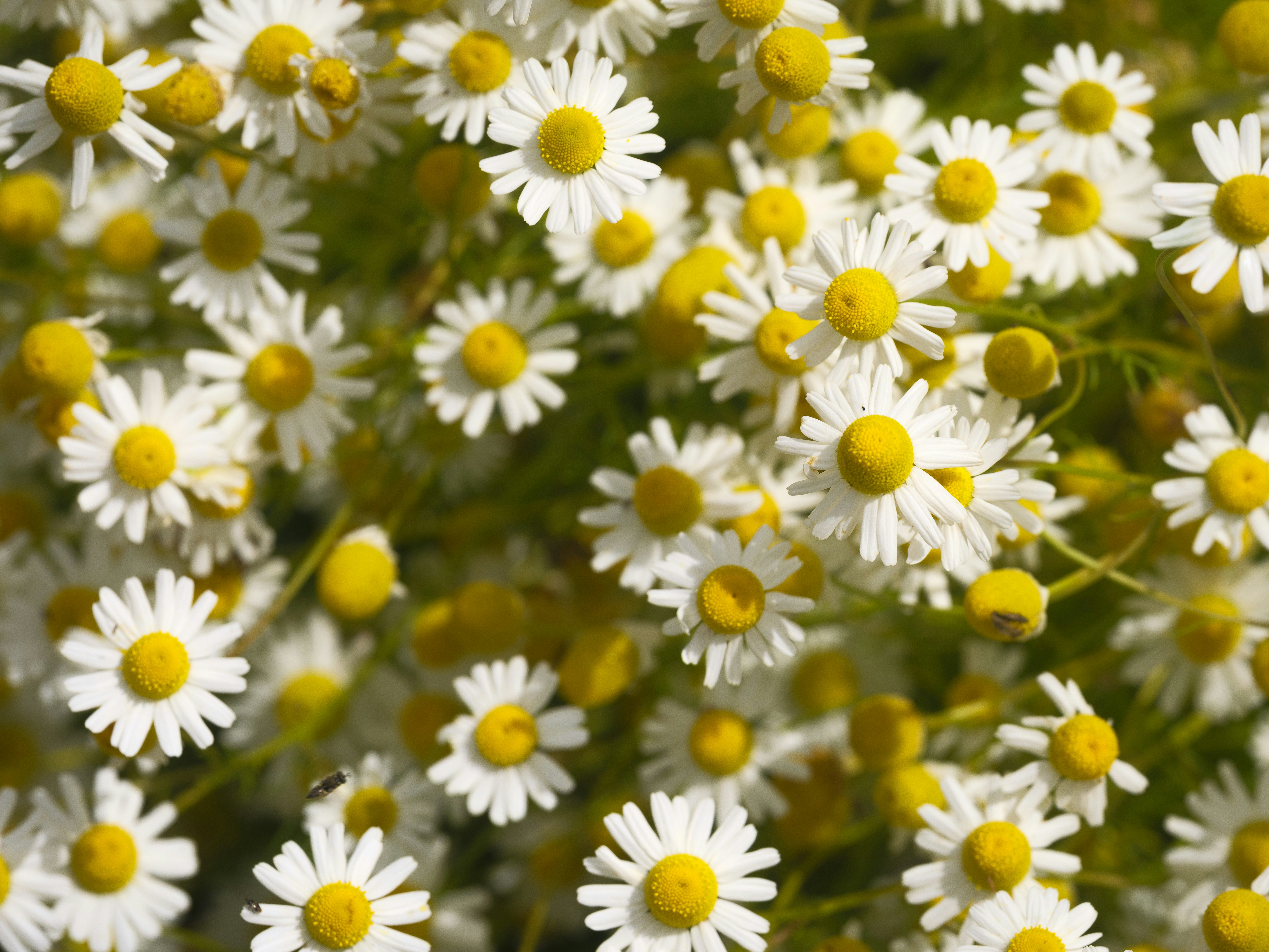 wild white flower bouquet