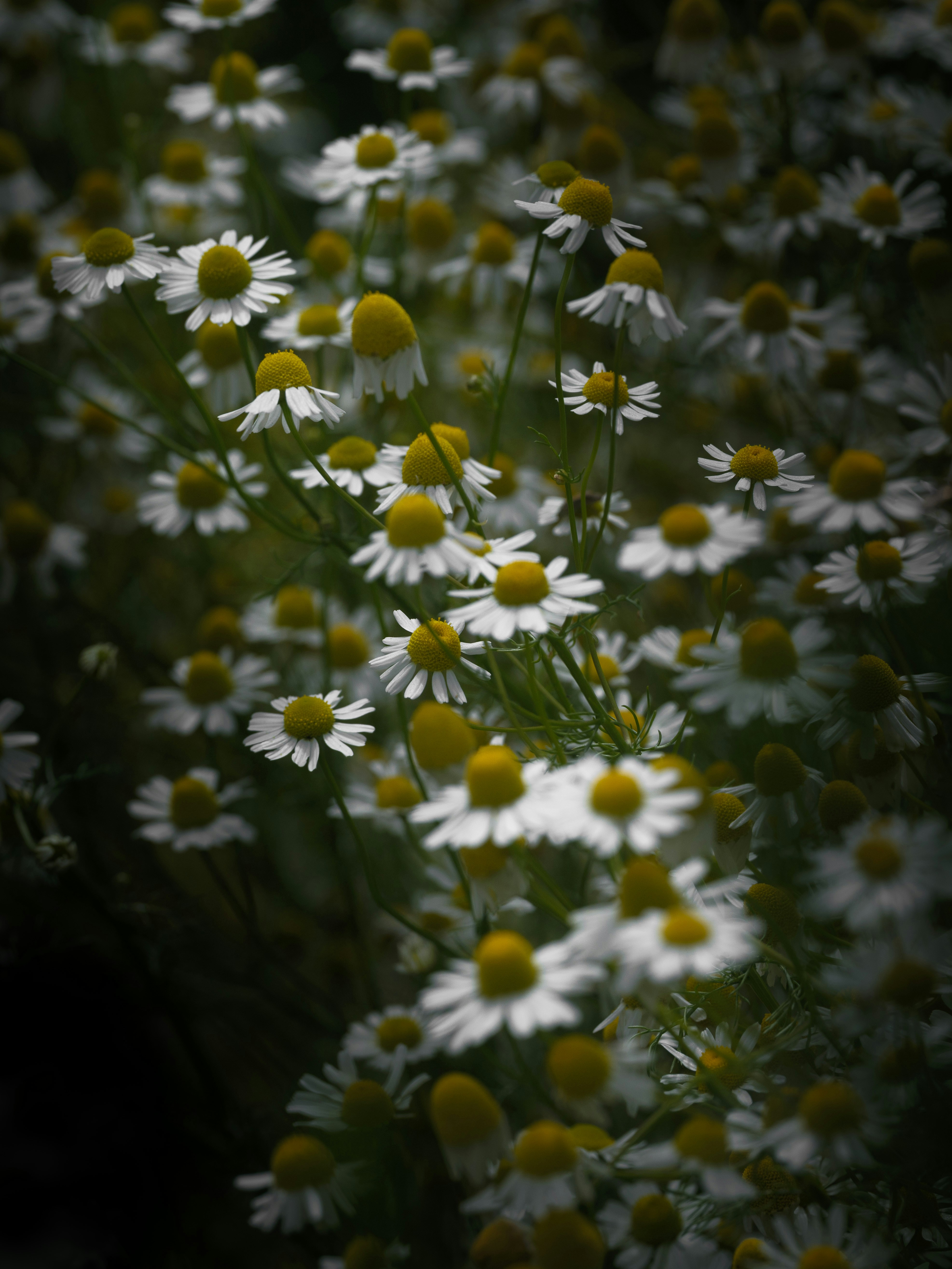 wild white flower bouquet