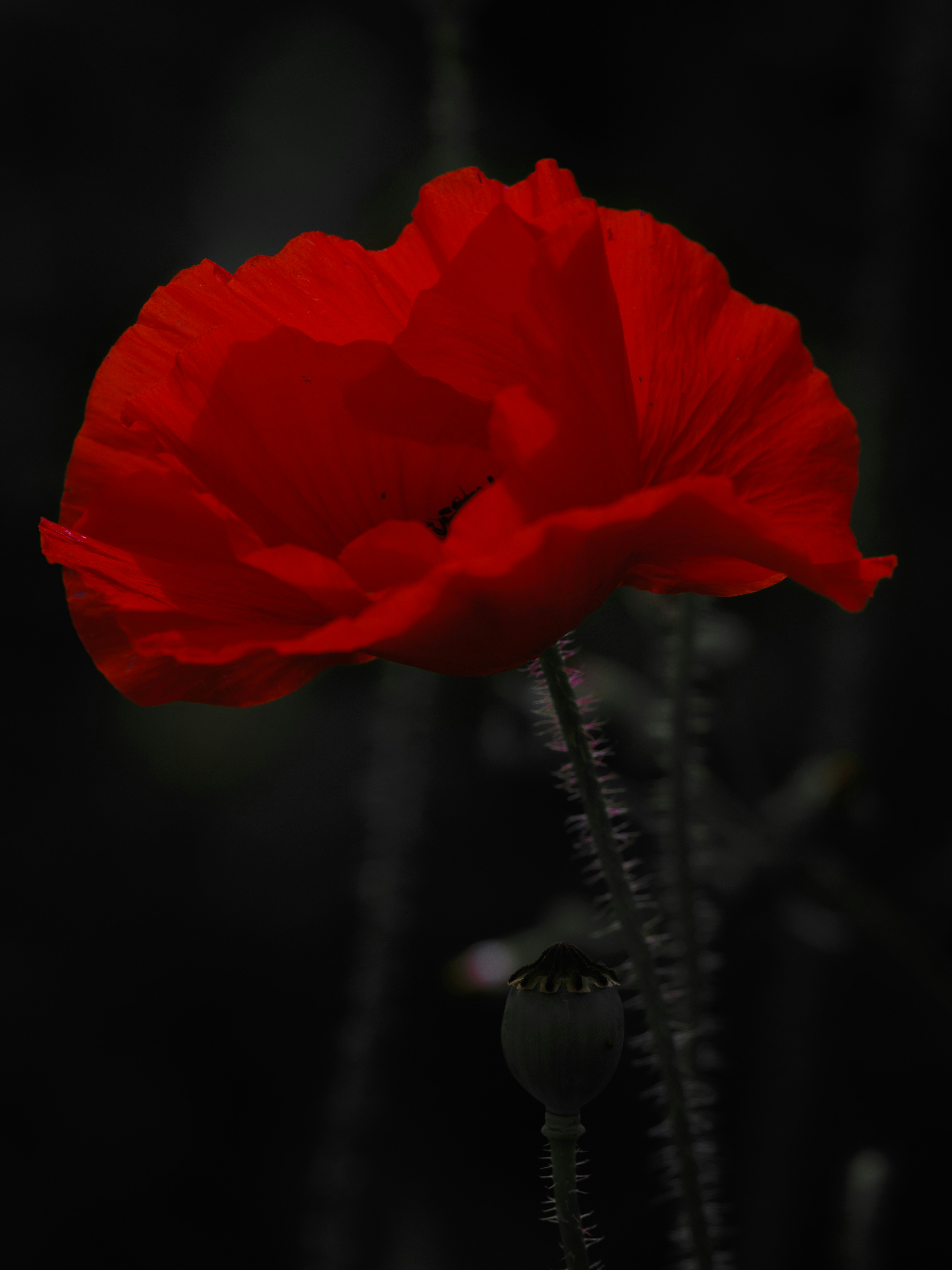 Red rose poppy flower