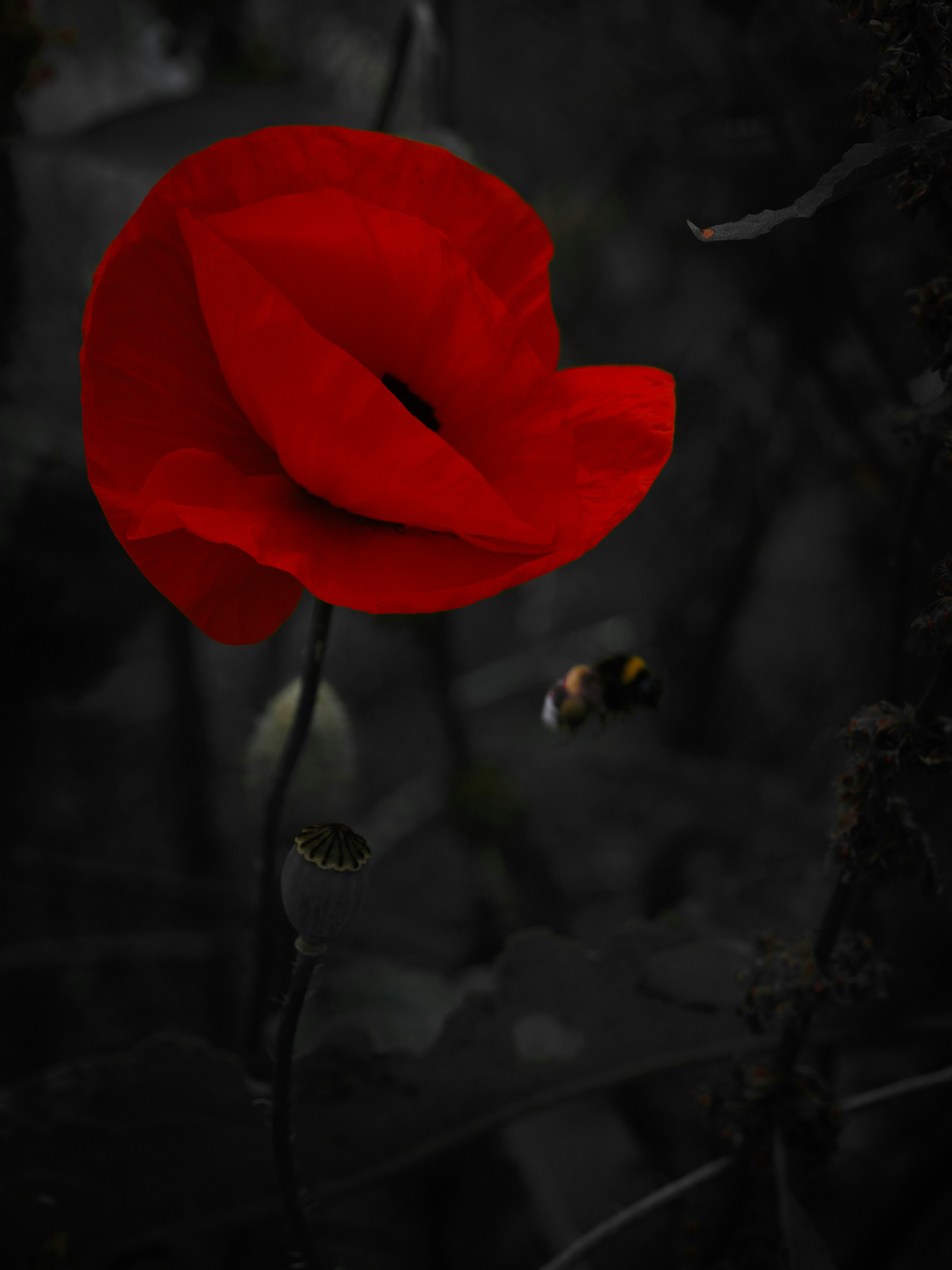 Red rose poppy flower with a bumblebee
