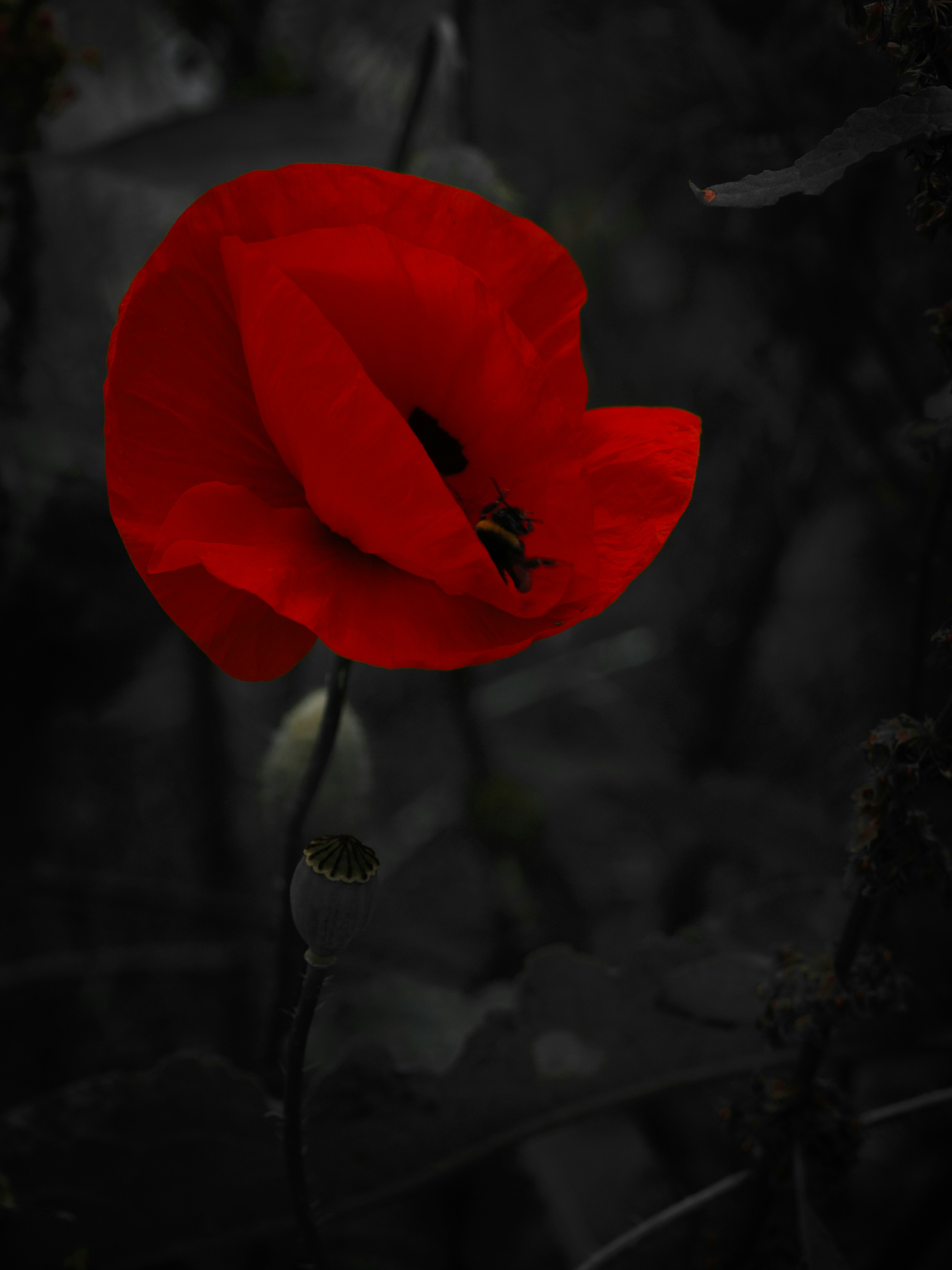 Crimson Bloom in Shadowed Rest