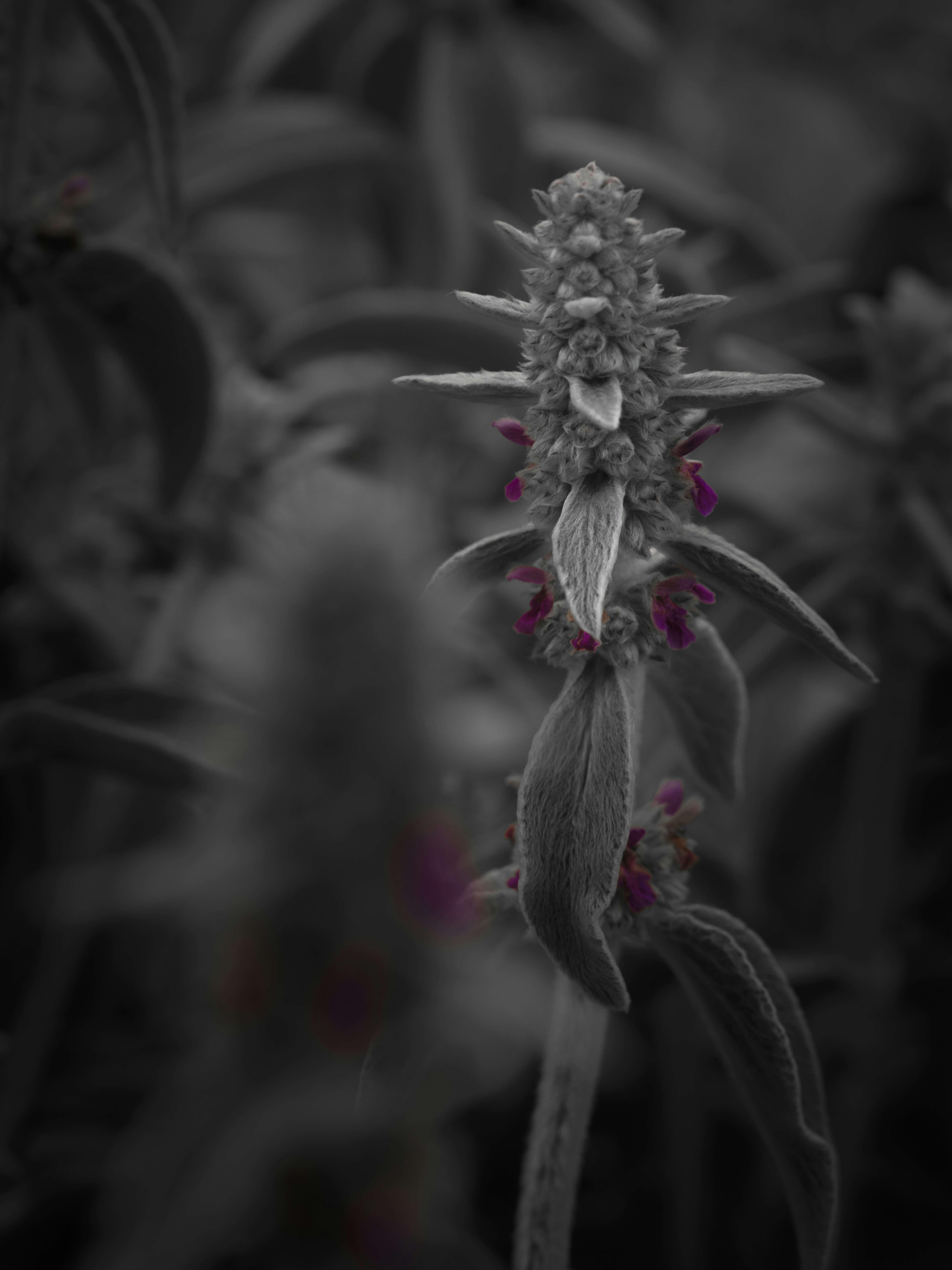 Desaturated spike: a solitary lavender flower rises through muted foliage