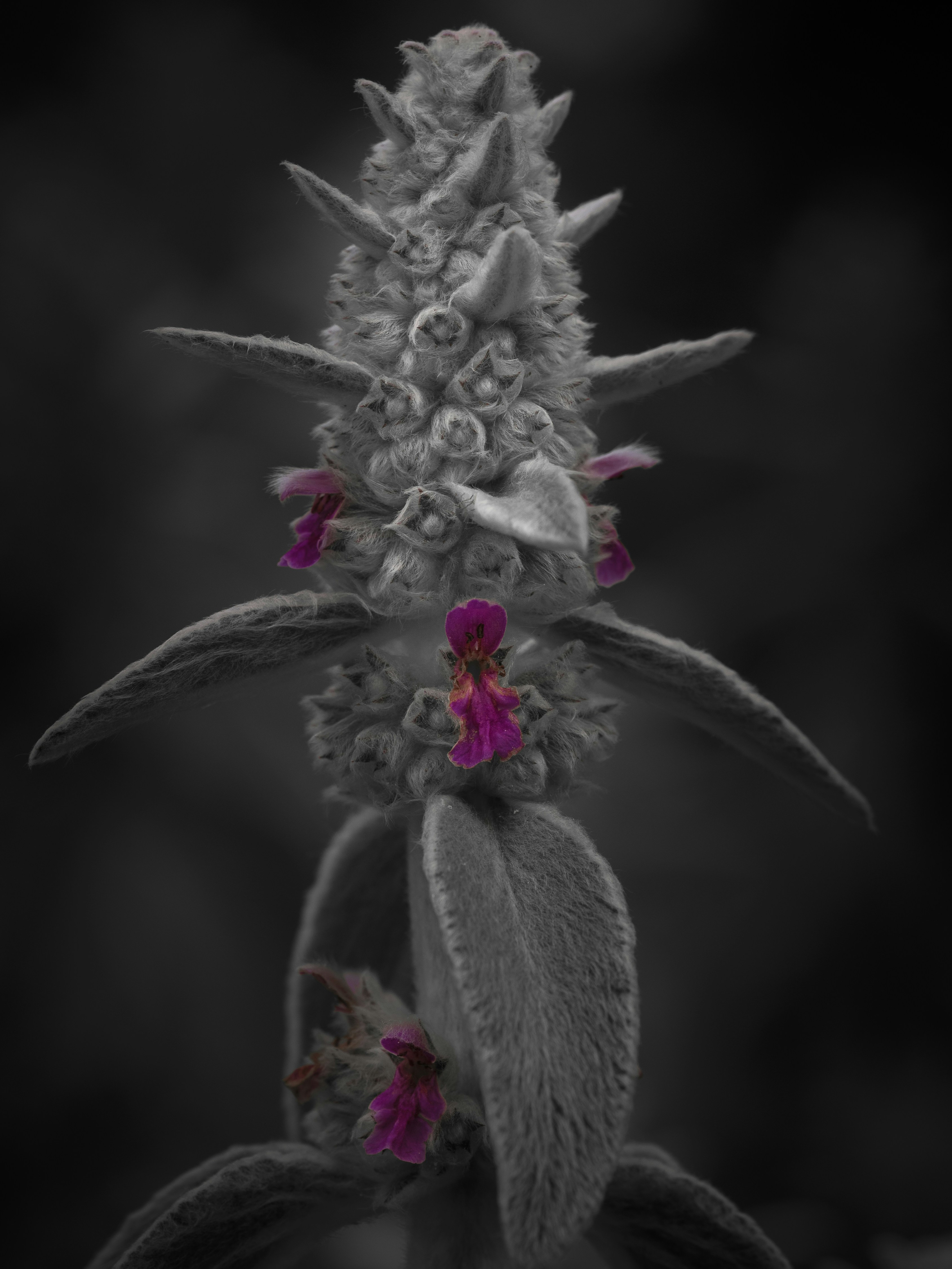 Purple-flowered Spike in Desaturated Portrait