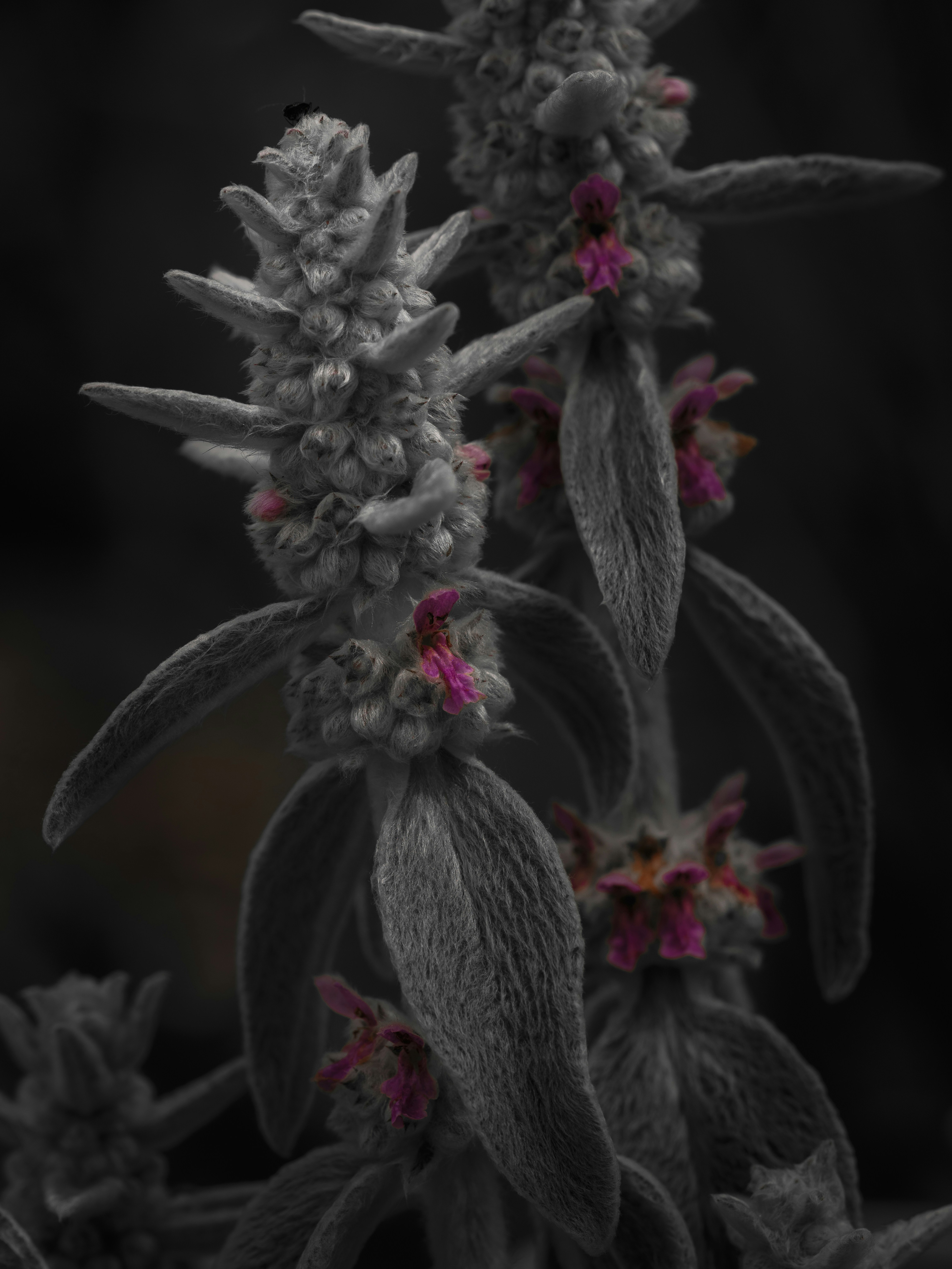 Stachys byzantina or Lamb's Ear
