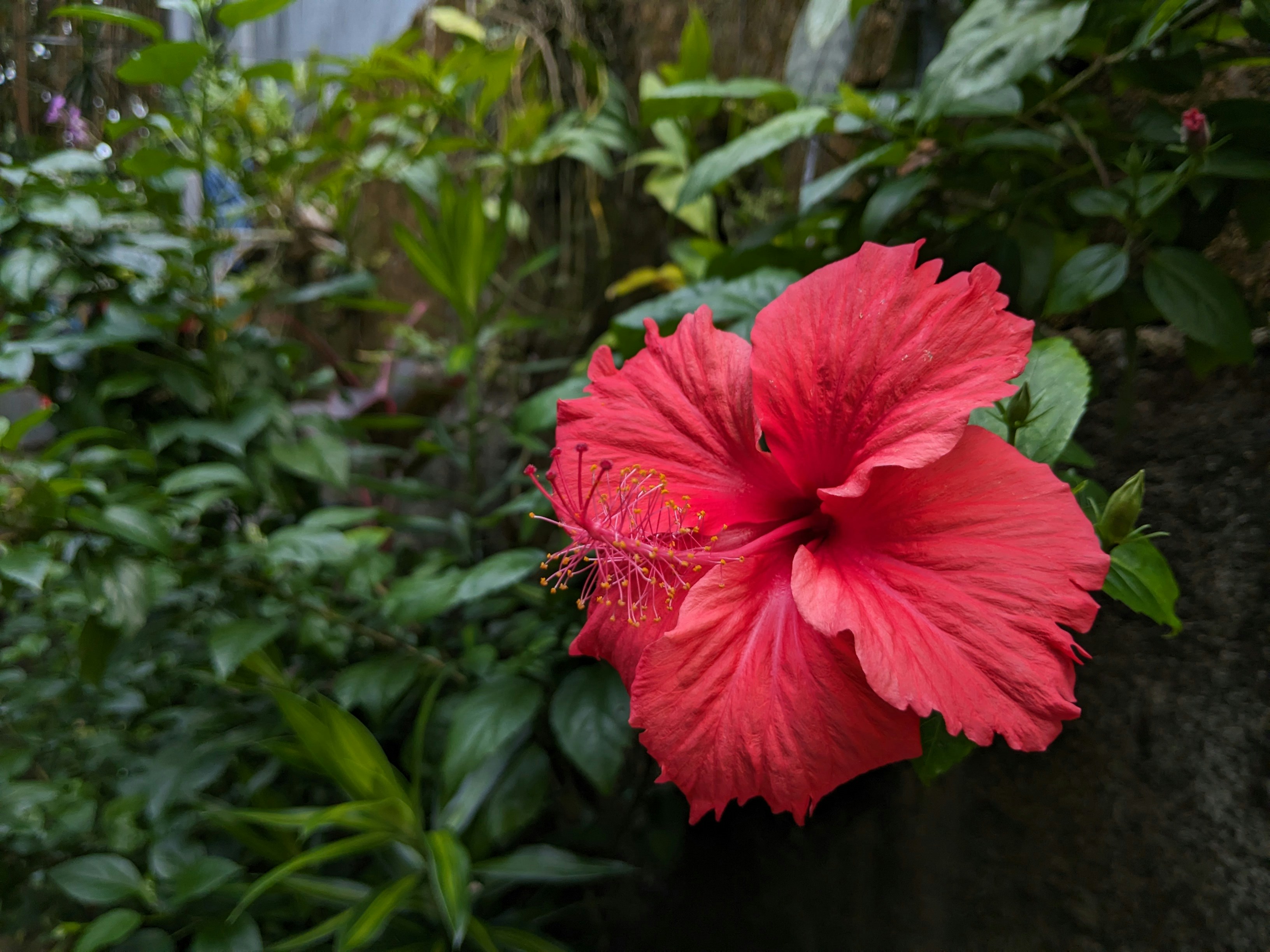 A vibrant red hibiscus flower blooms amidst green foliage.