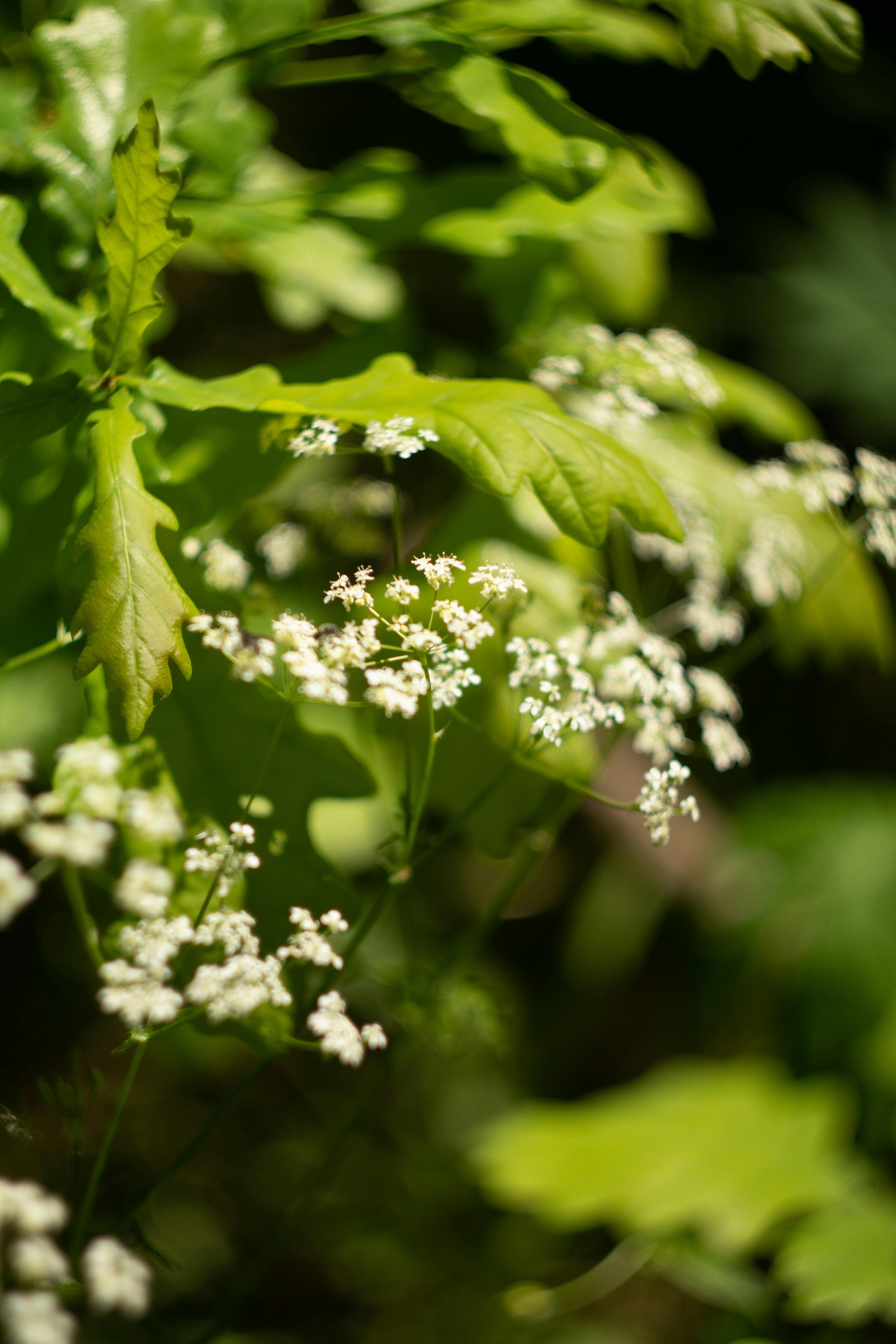 Close-up of tiny white flowers clustered on delicate stems, set against lush green foliage with blurred background textures.