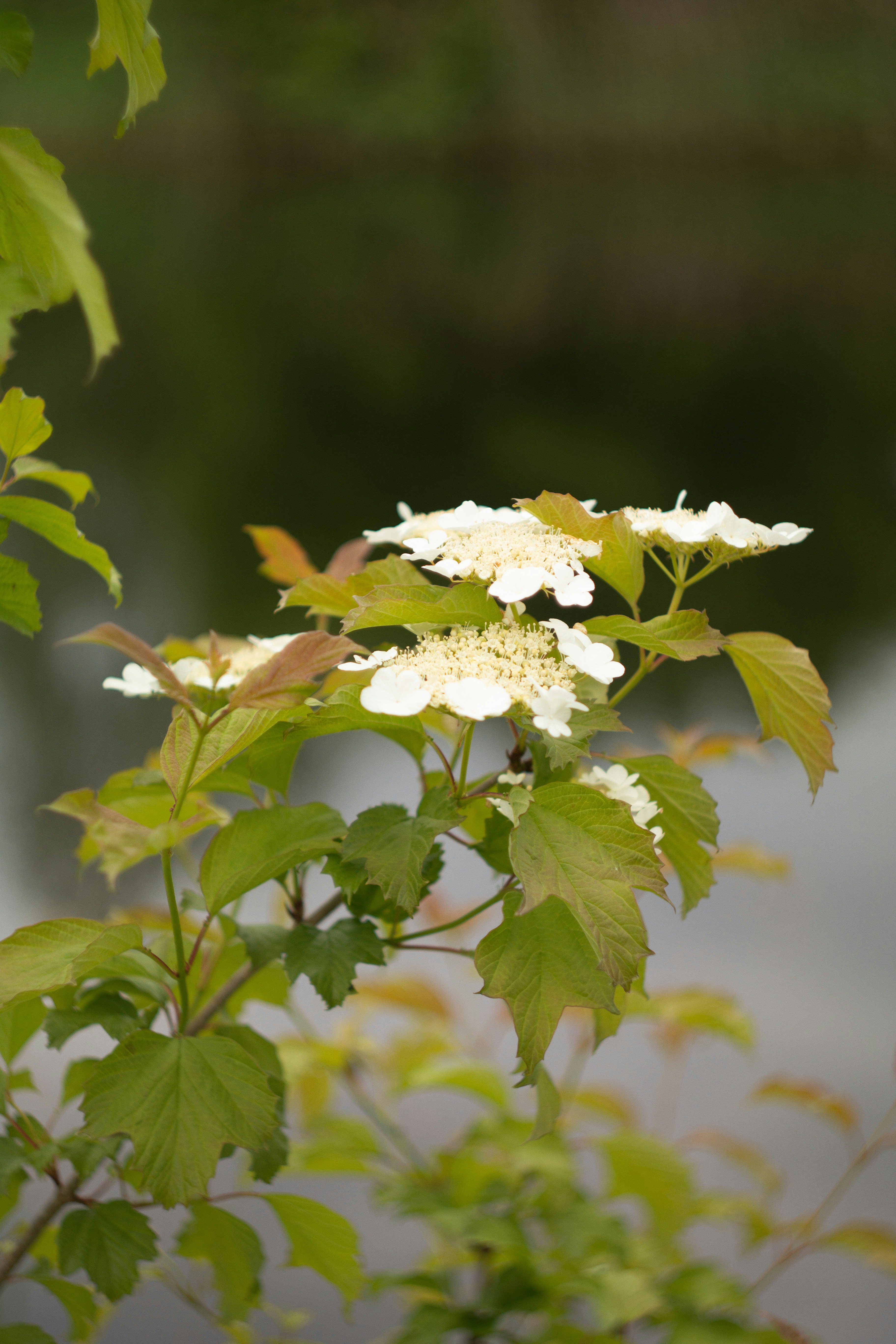 White Lace on Green: Blossoms Framing a Quiet Shore