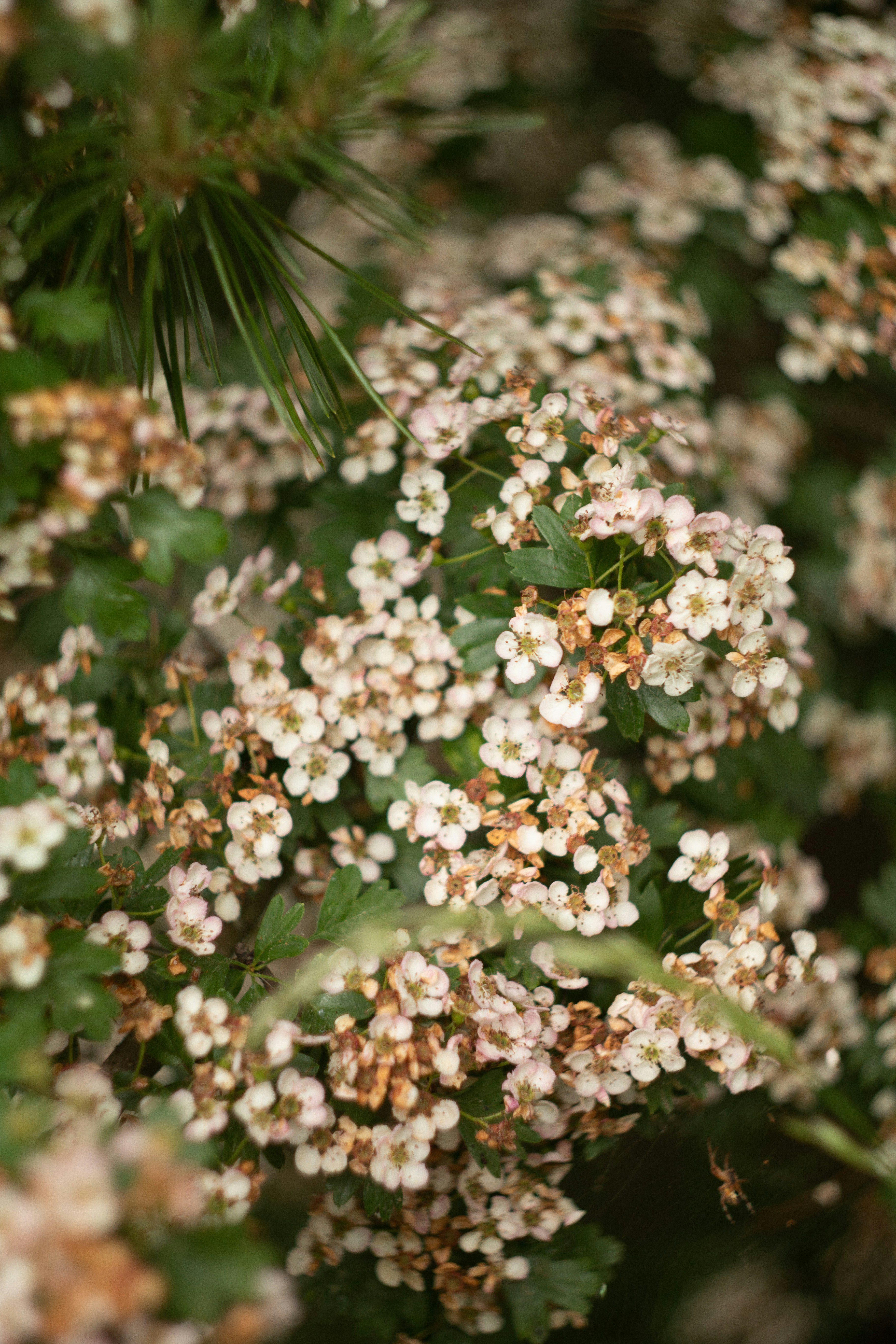 Whispers of White Blooms under Soft Green Canopy