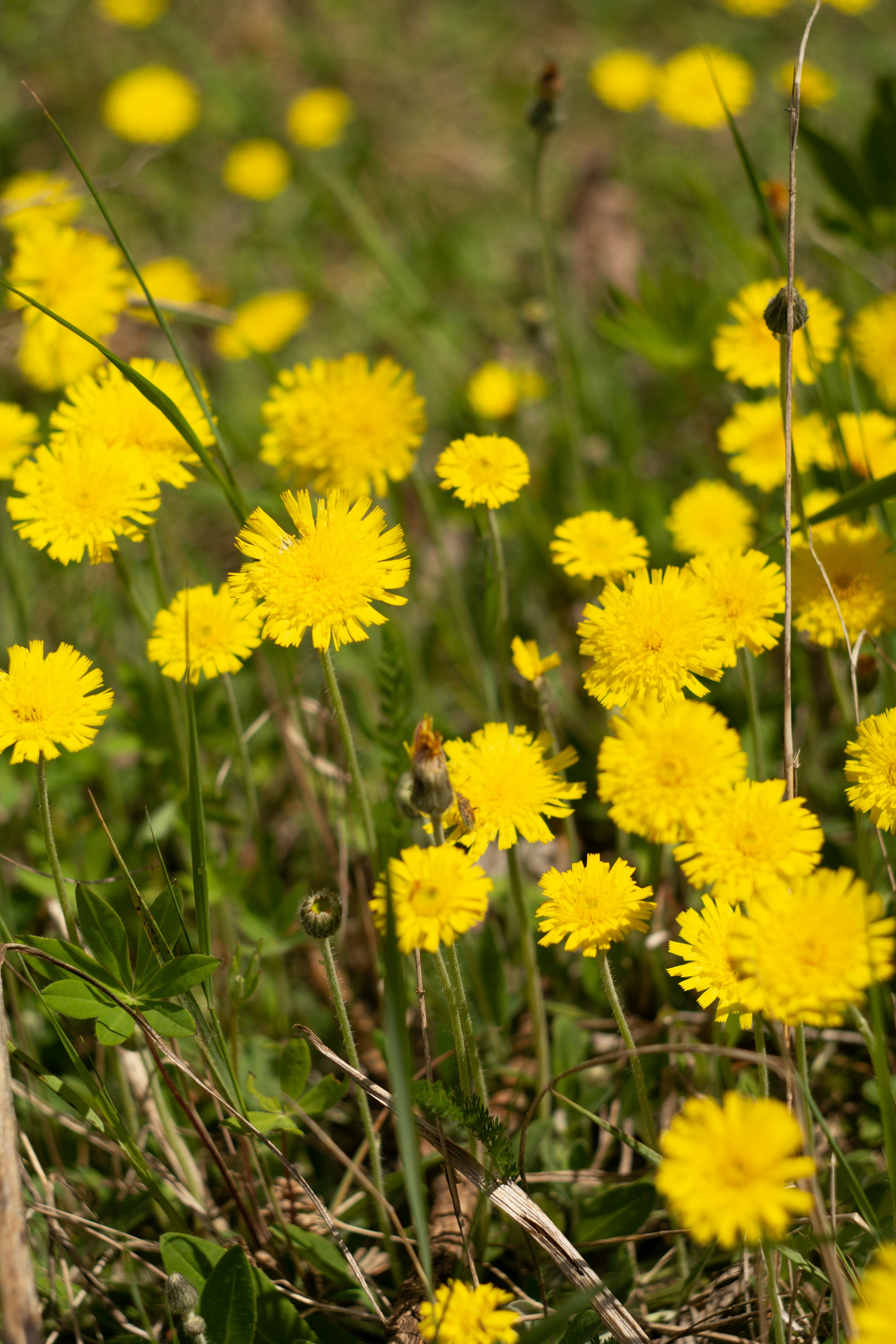 Field of Golden Dandelions in Soft Focus