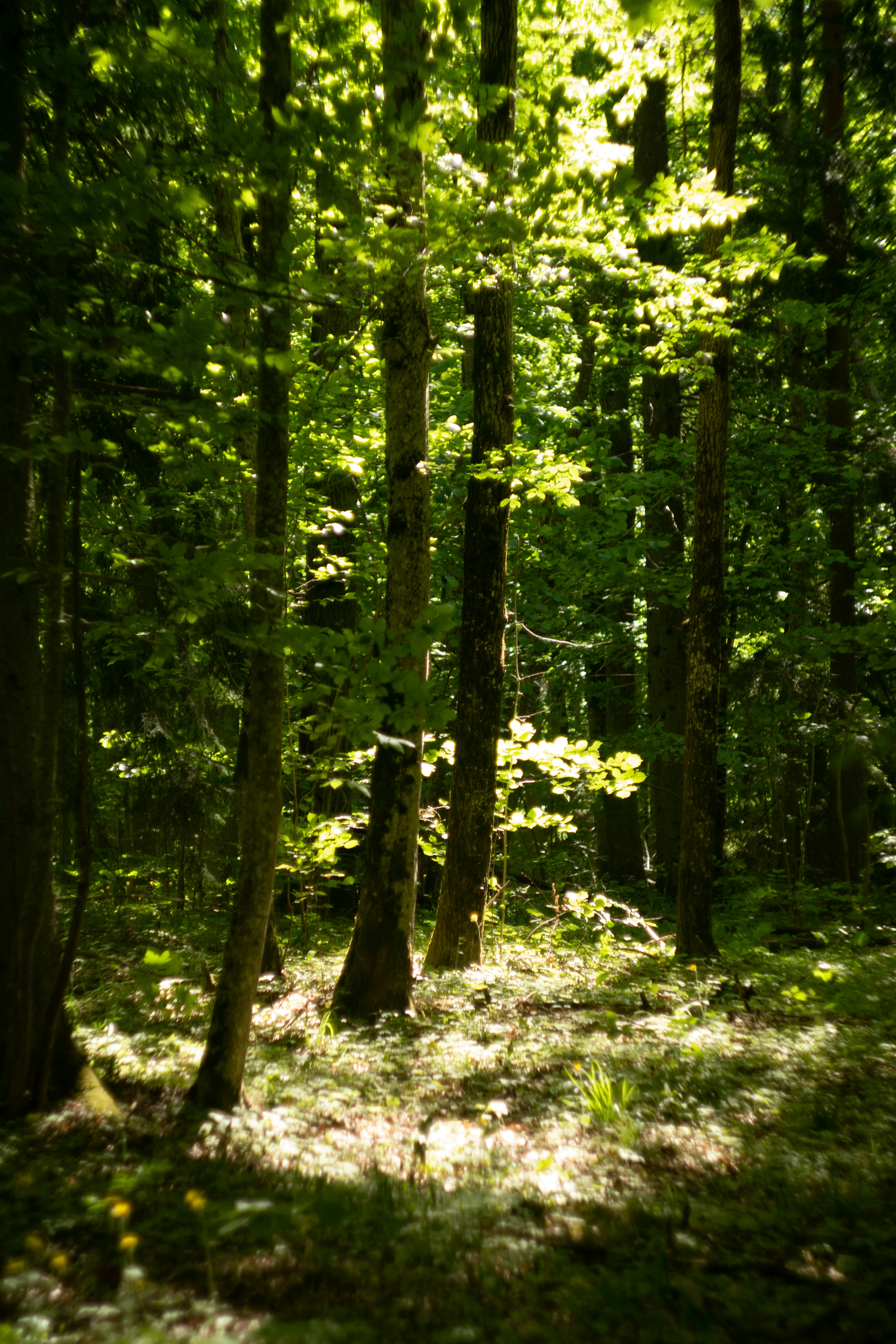 Sunlit Choir of Trees in a Quiet Forest Clearing