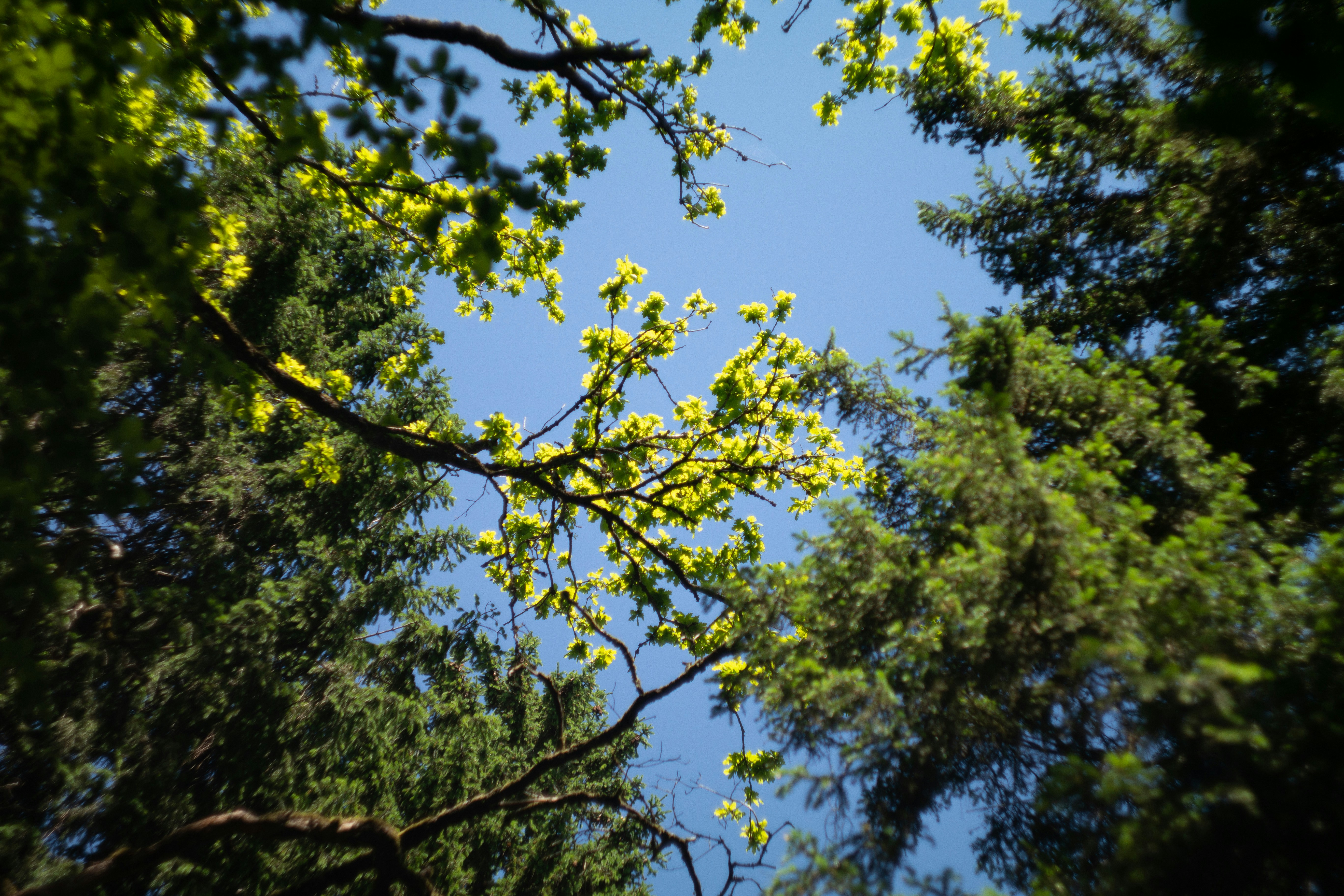 Sunlit green leaves frame a blue sky in a treetop scene, capturing natural light and canopy detail.