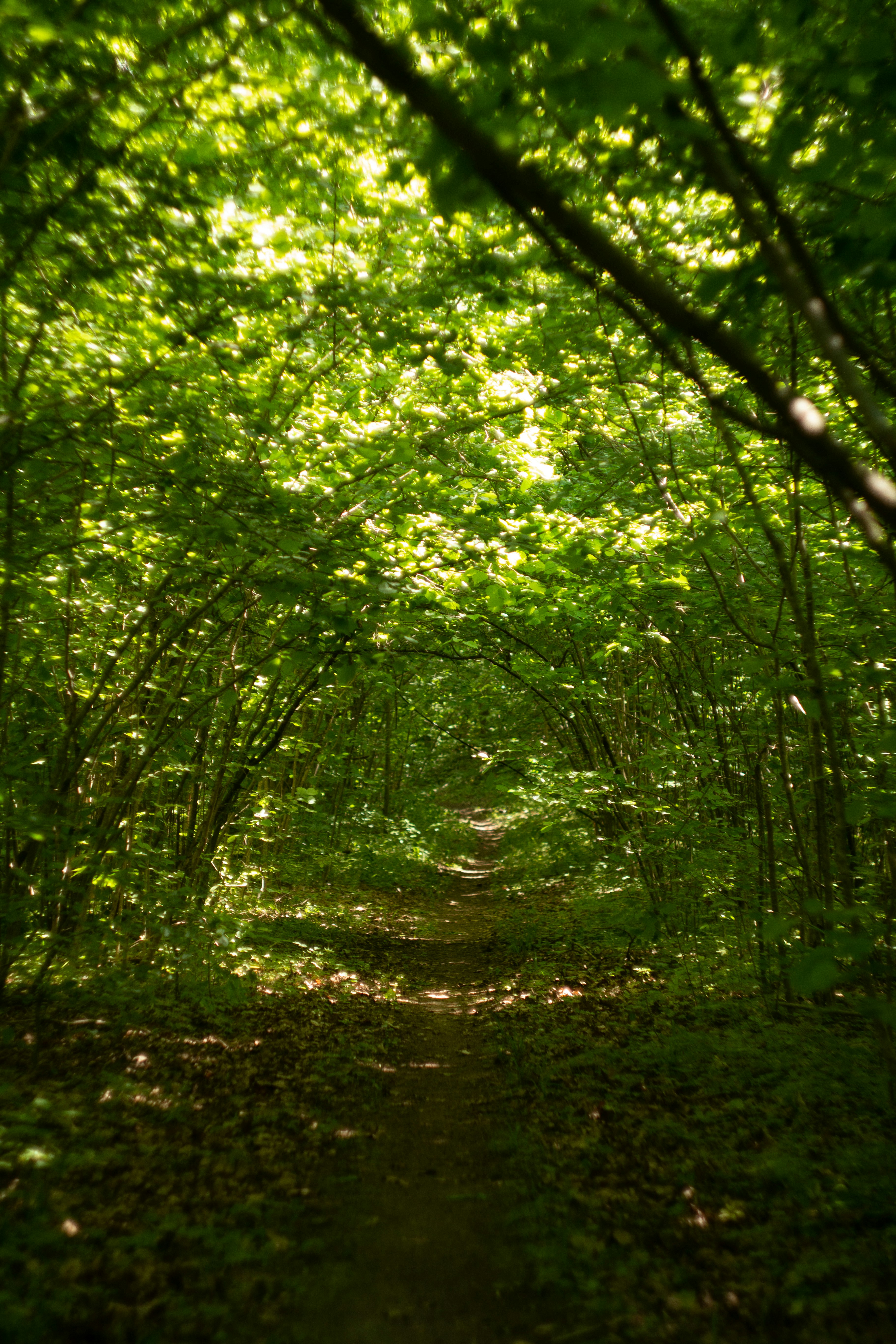 Green Canopy Corridor: A Shaded Path Through Arching Branches