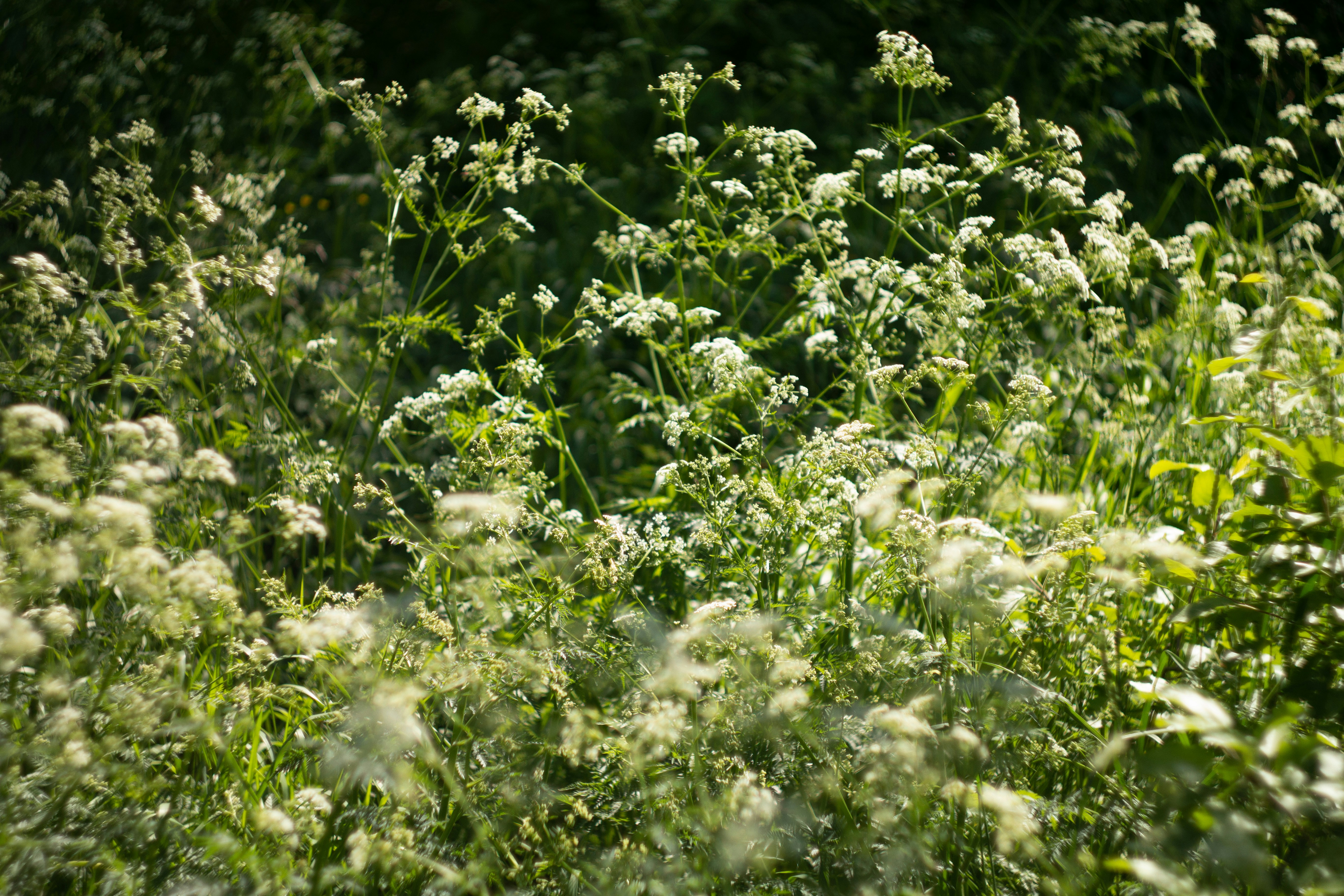 Row of delicate white wildflowers in a sun-dappled meadow with a blurred background.