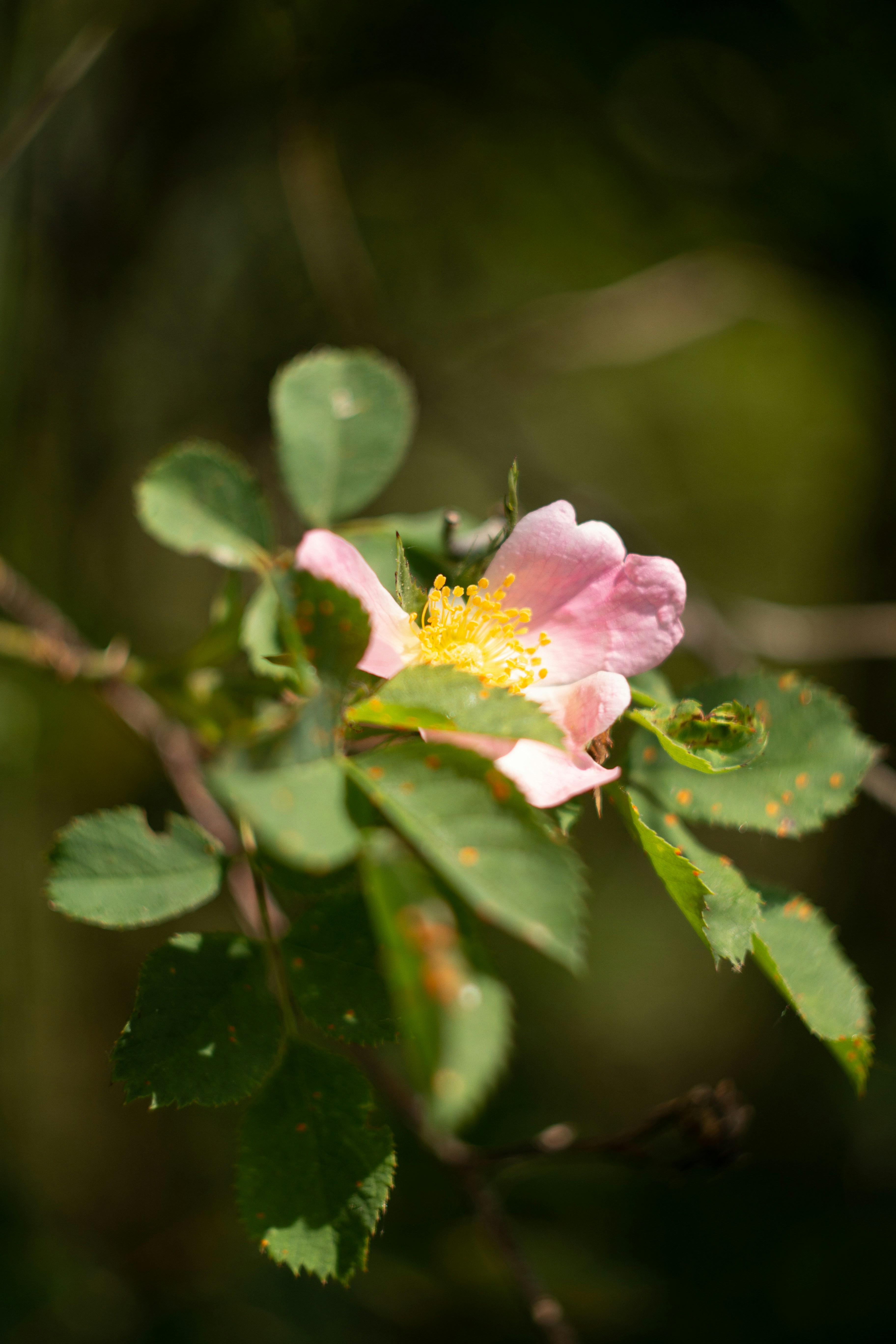 Soft Focus Bloom: A Pink Rosebud in Quiet Green