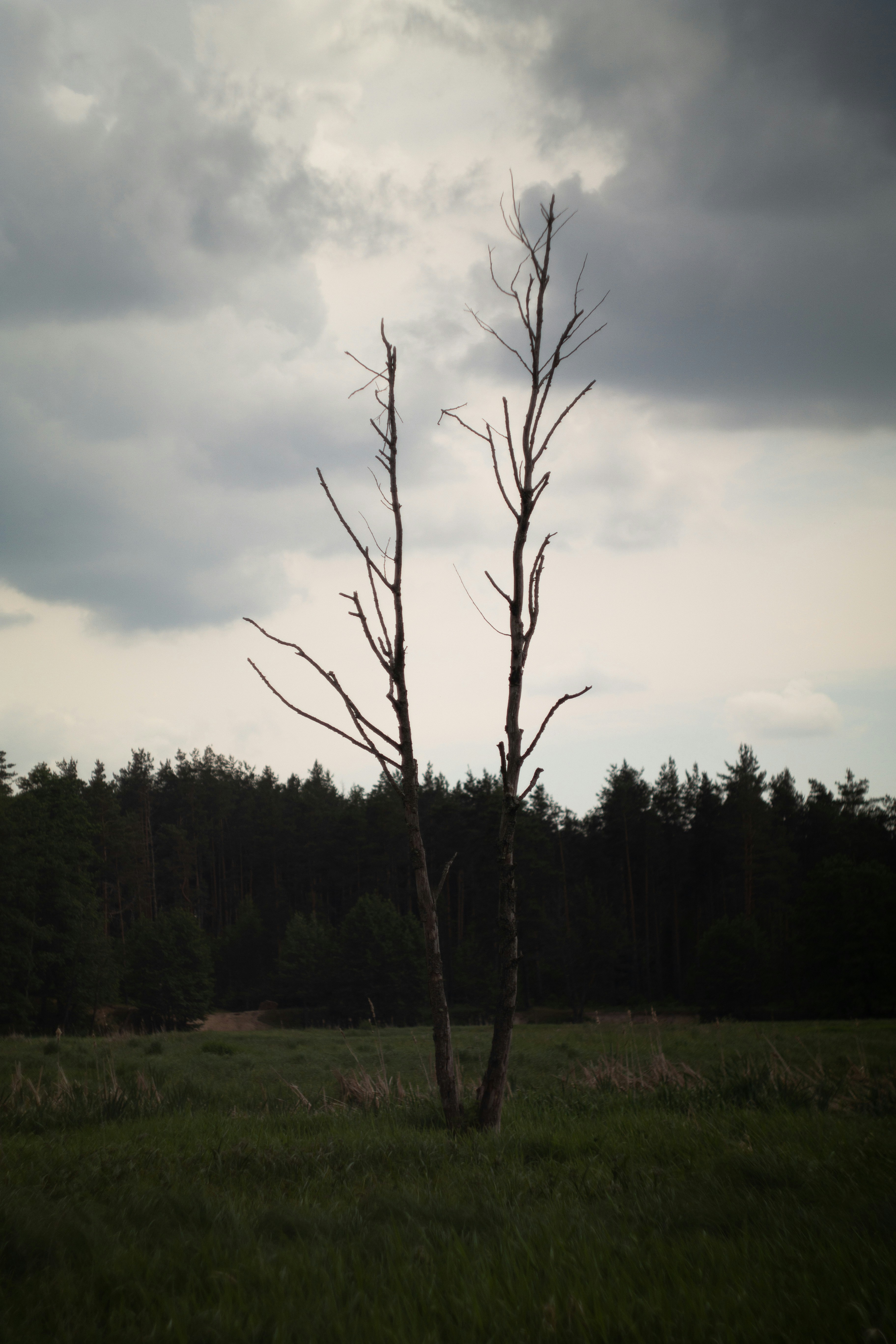 Bare Sentinel in a Silent Field Beneath an Overcast Sky