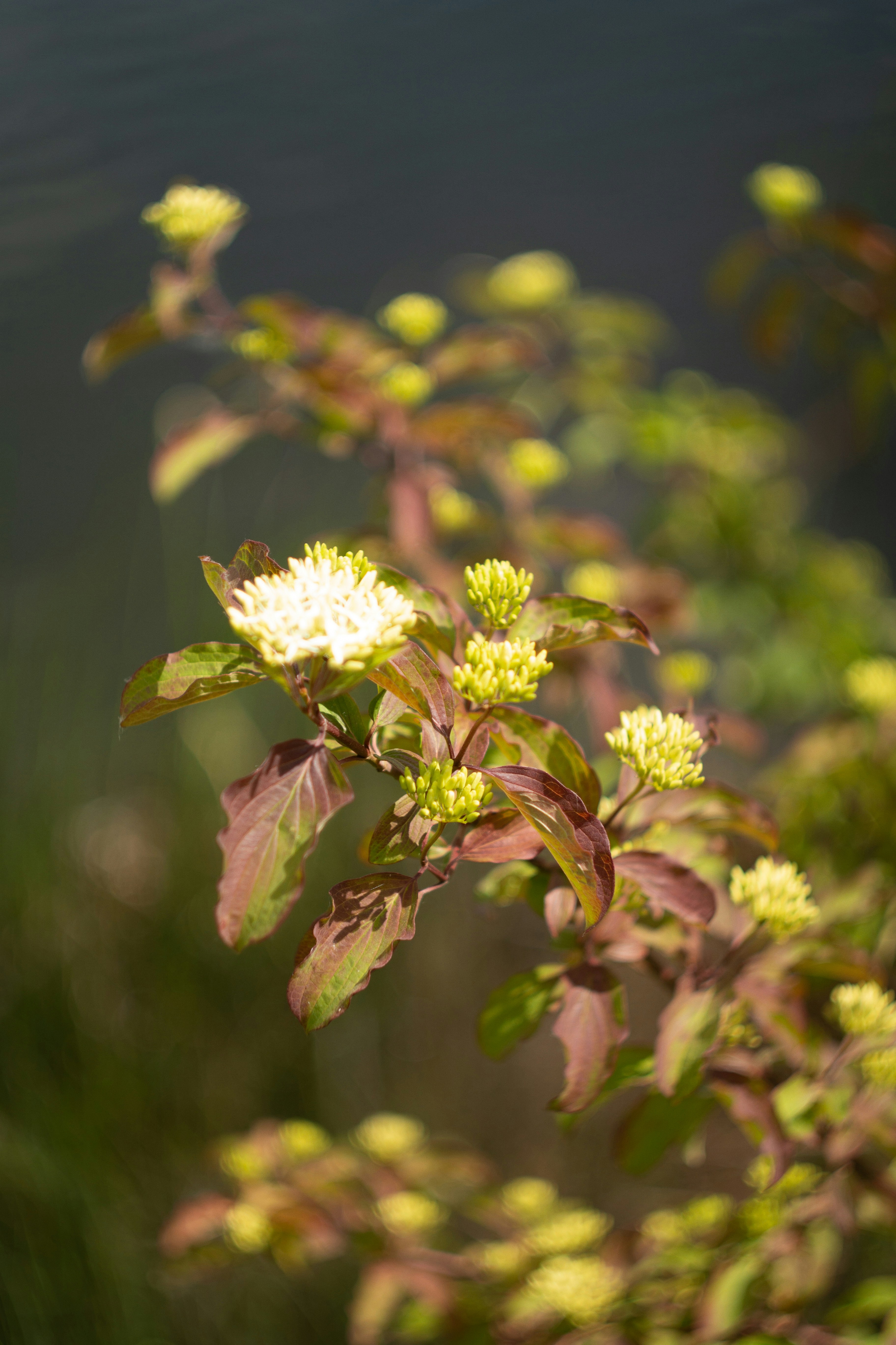 Golden Catkins in Sunlit Blur: A Quiet Botanical Portrait