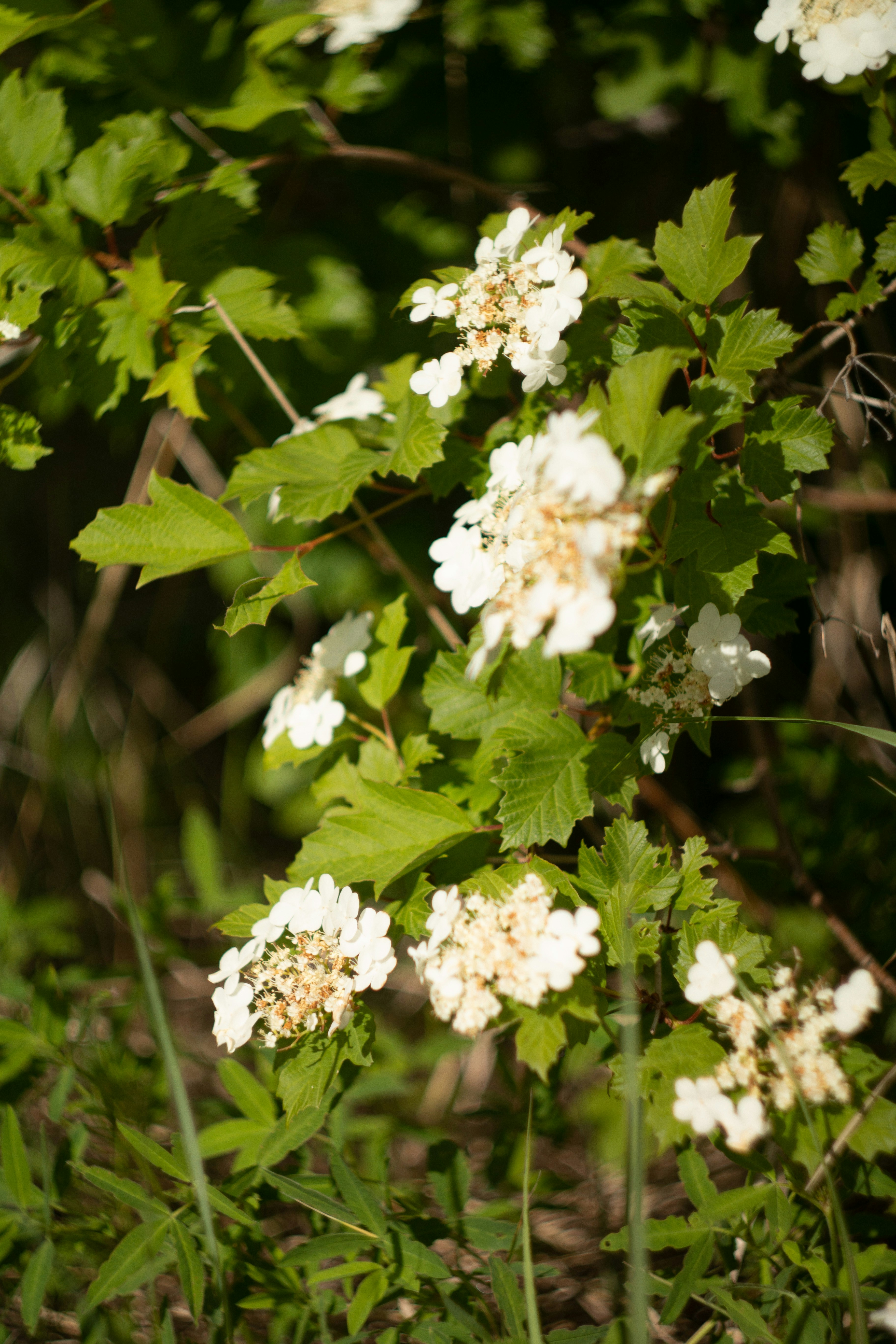 White bloom cluster catching dappled spring light