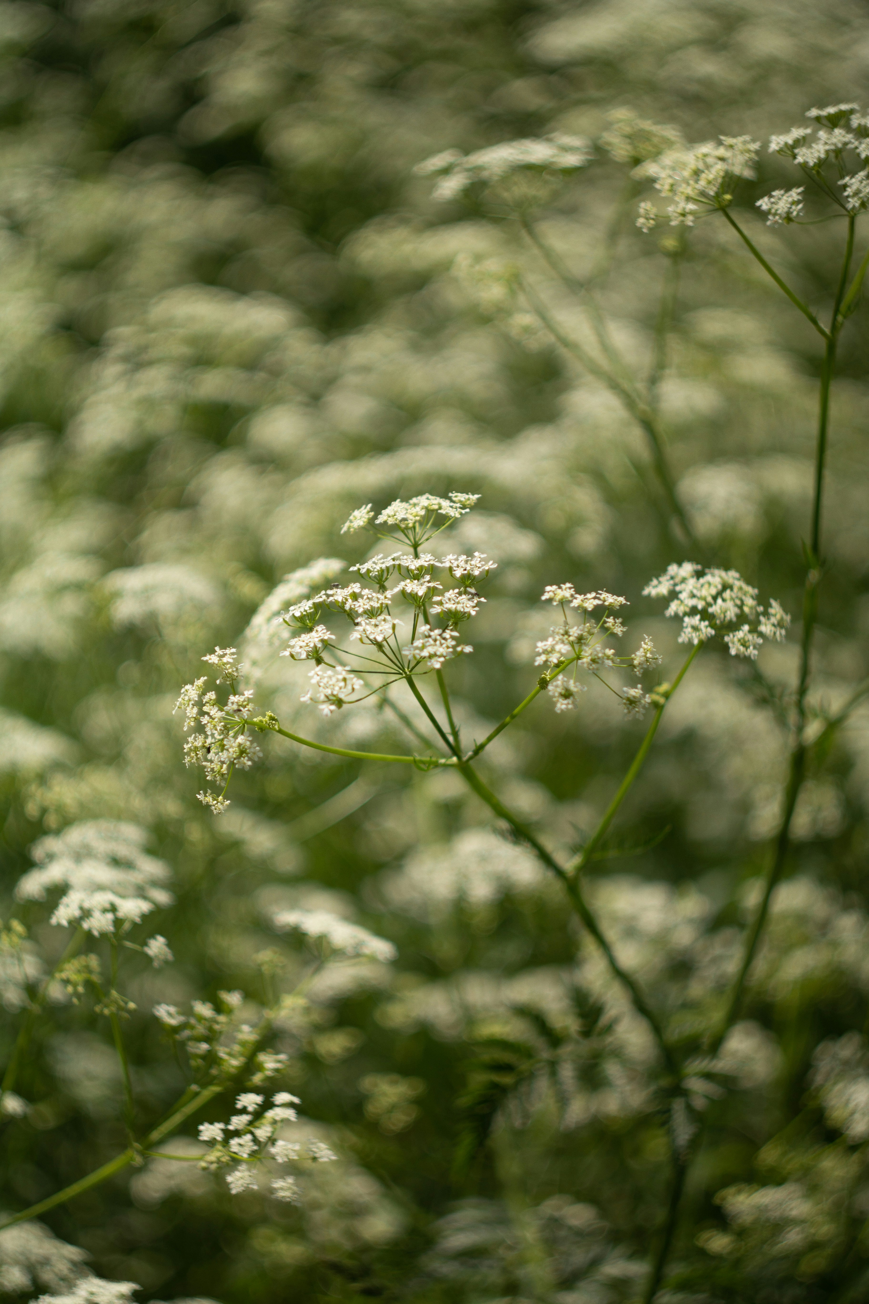 Whispers of White in a Sea of Green