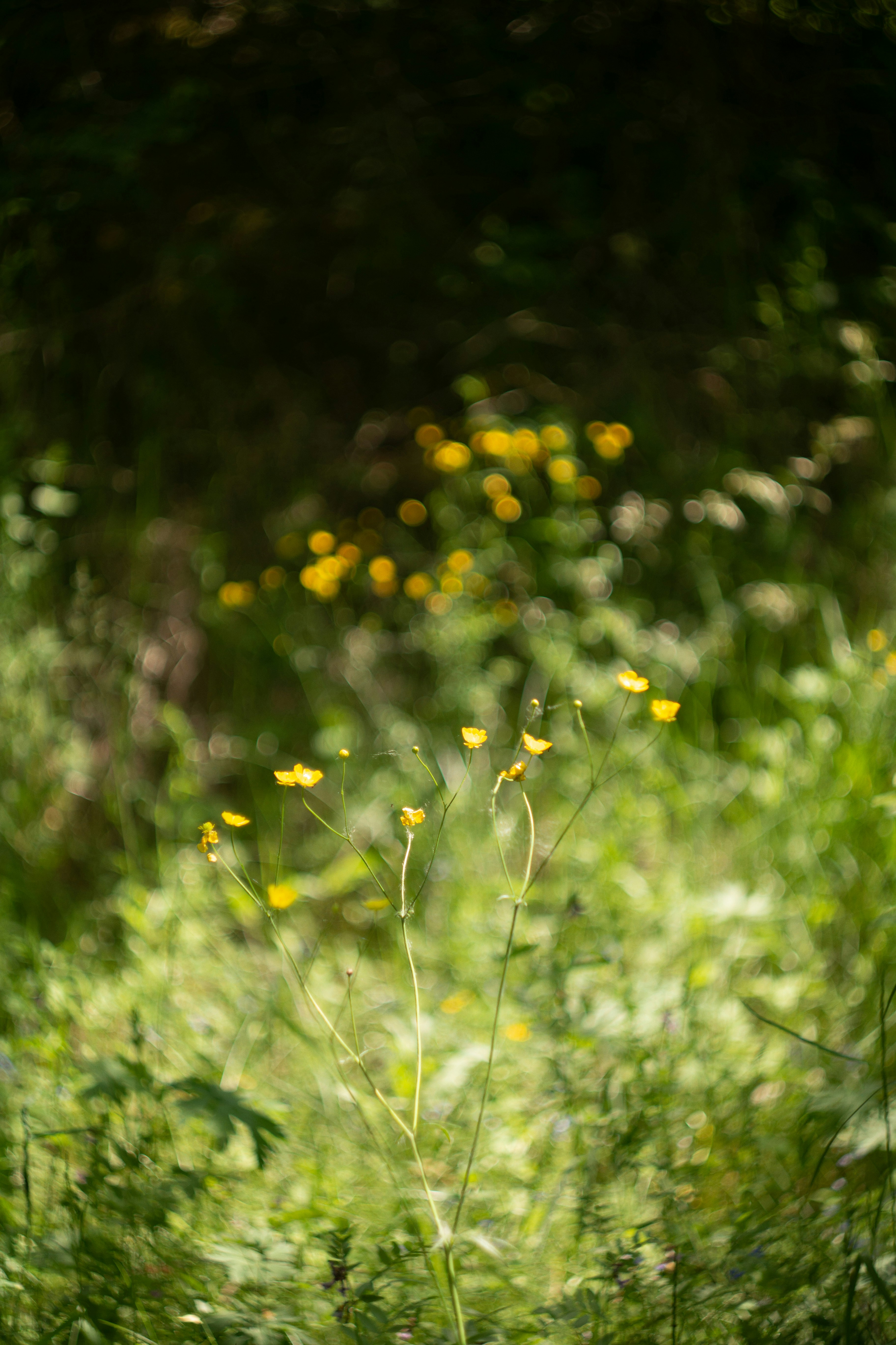 Soft Meadow Stems on a Sunlit Afternoon