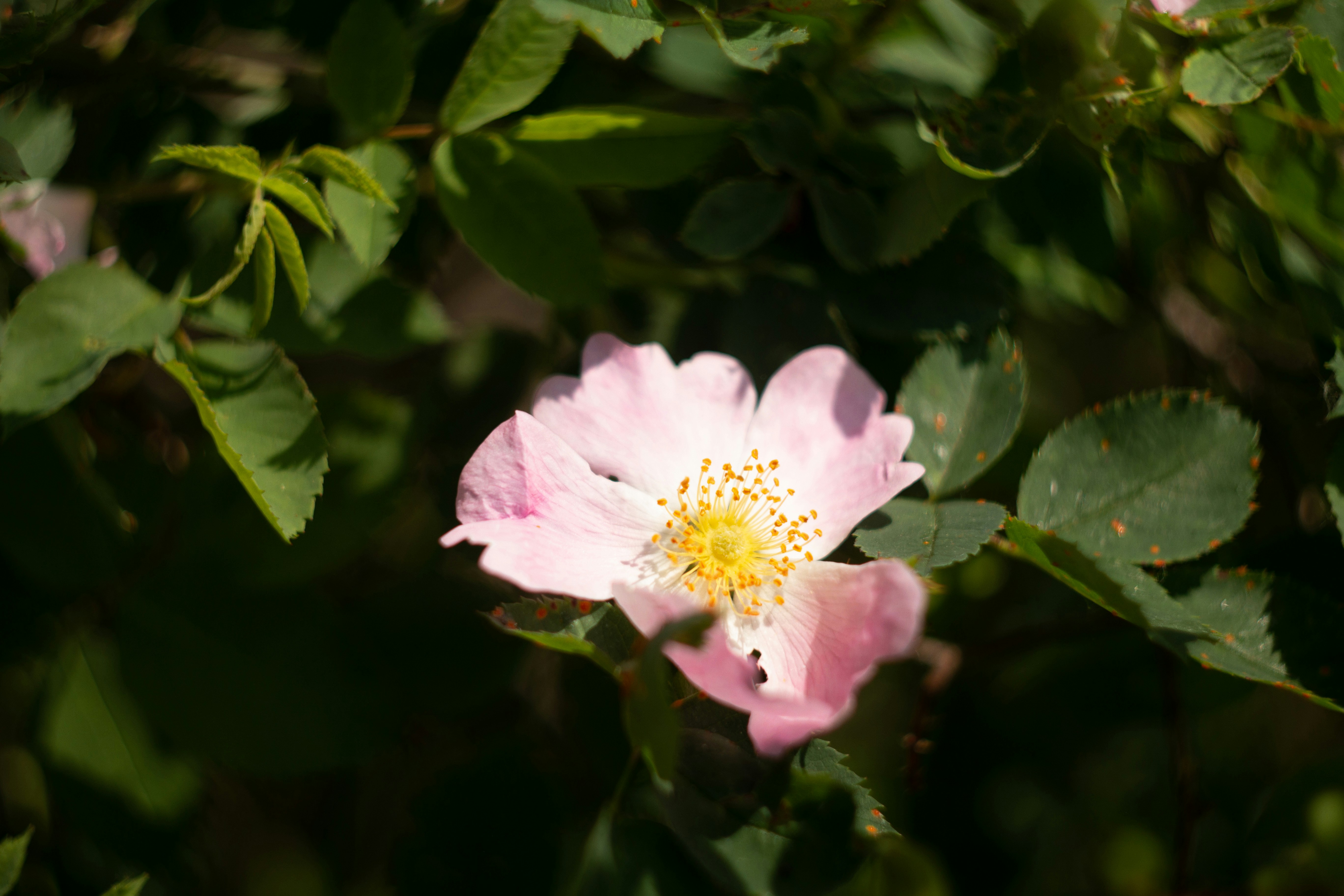 Soft pink wild rose bloom with yellow center against dark green leaves.