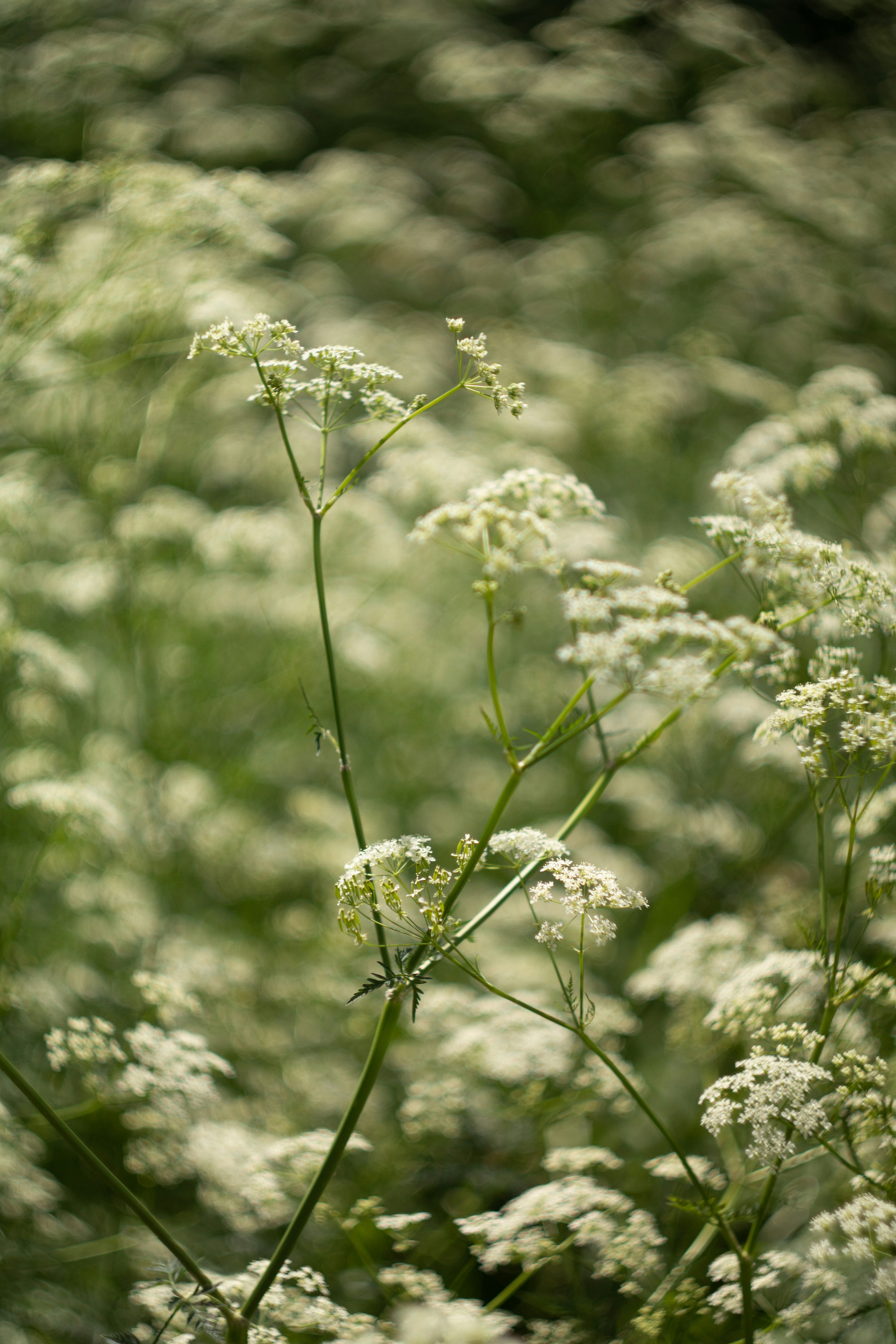 Soft focus field of white umbels under dappled light