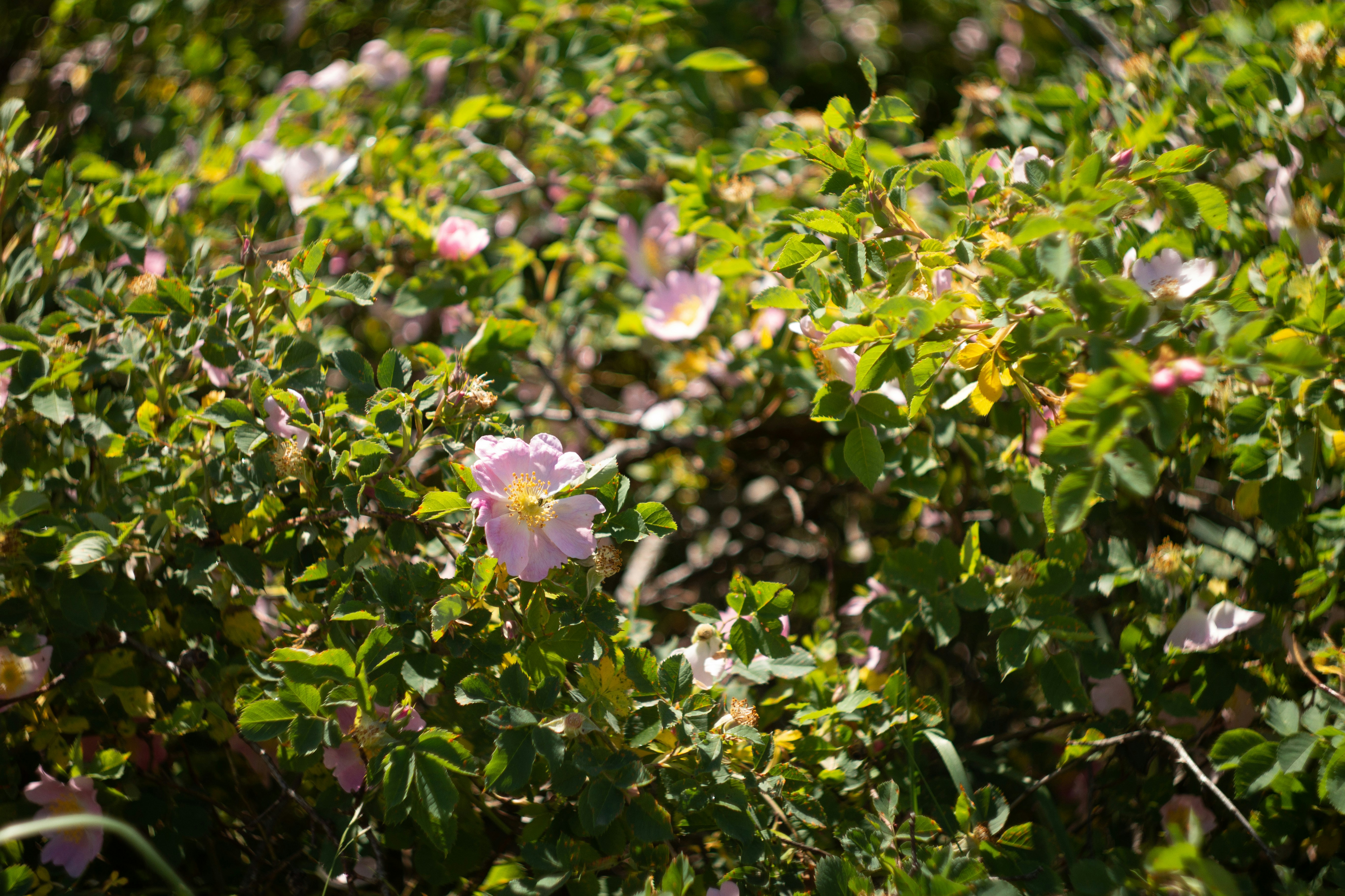 Soft Pink Blooms in Sunlit Camellia Hedge