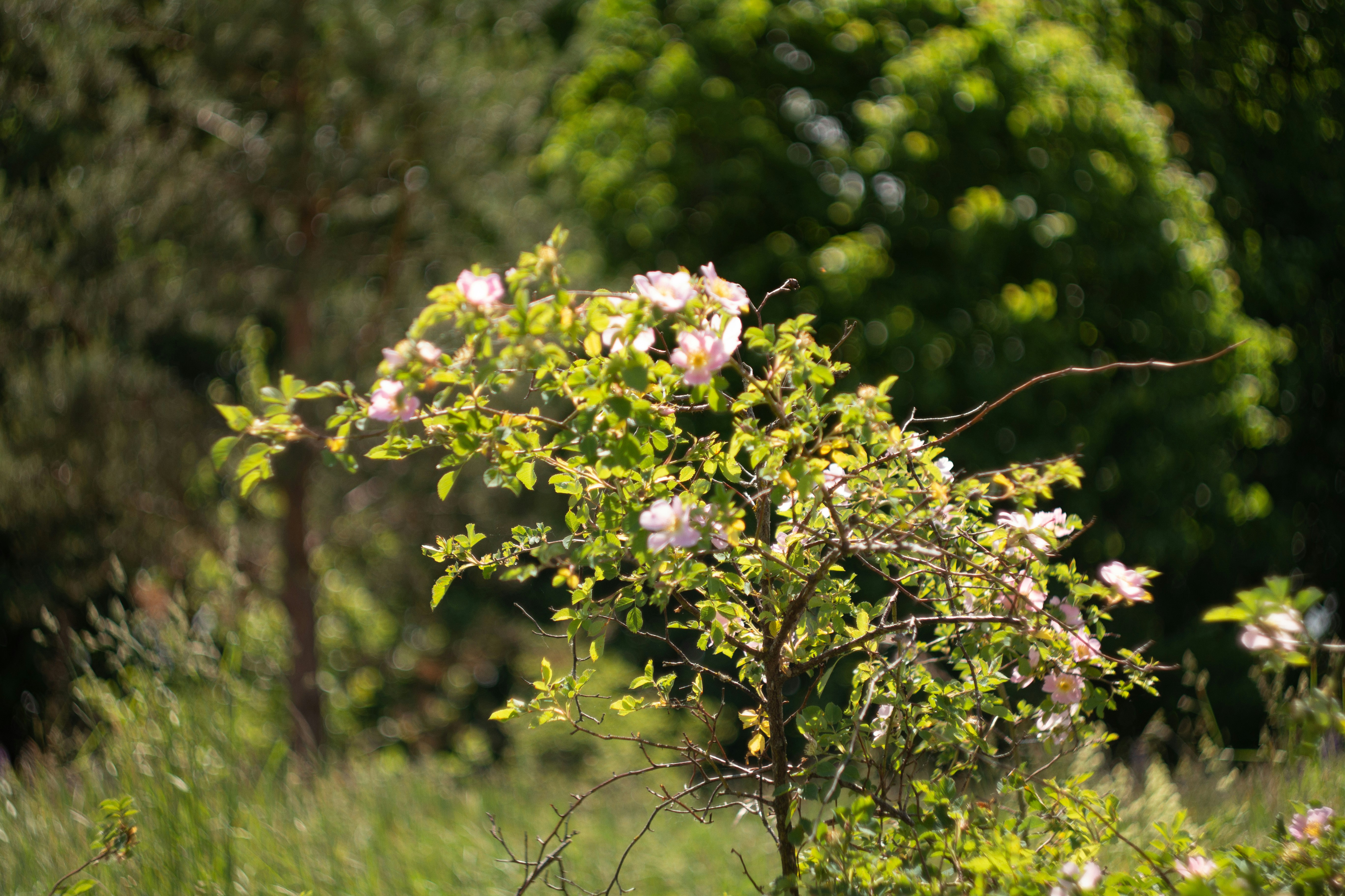 Blossoms in Sunlit Meadow